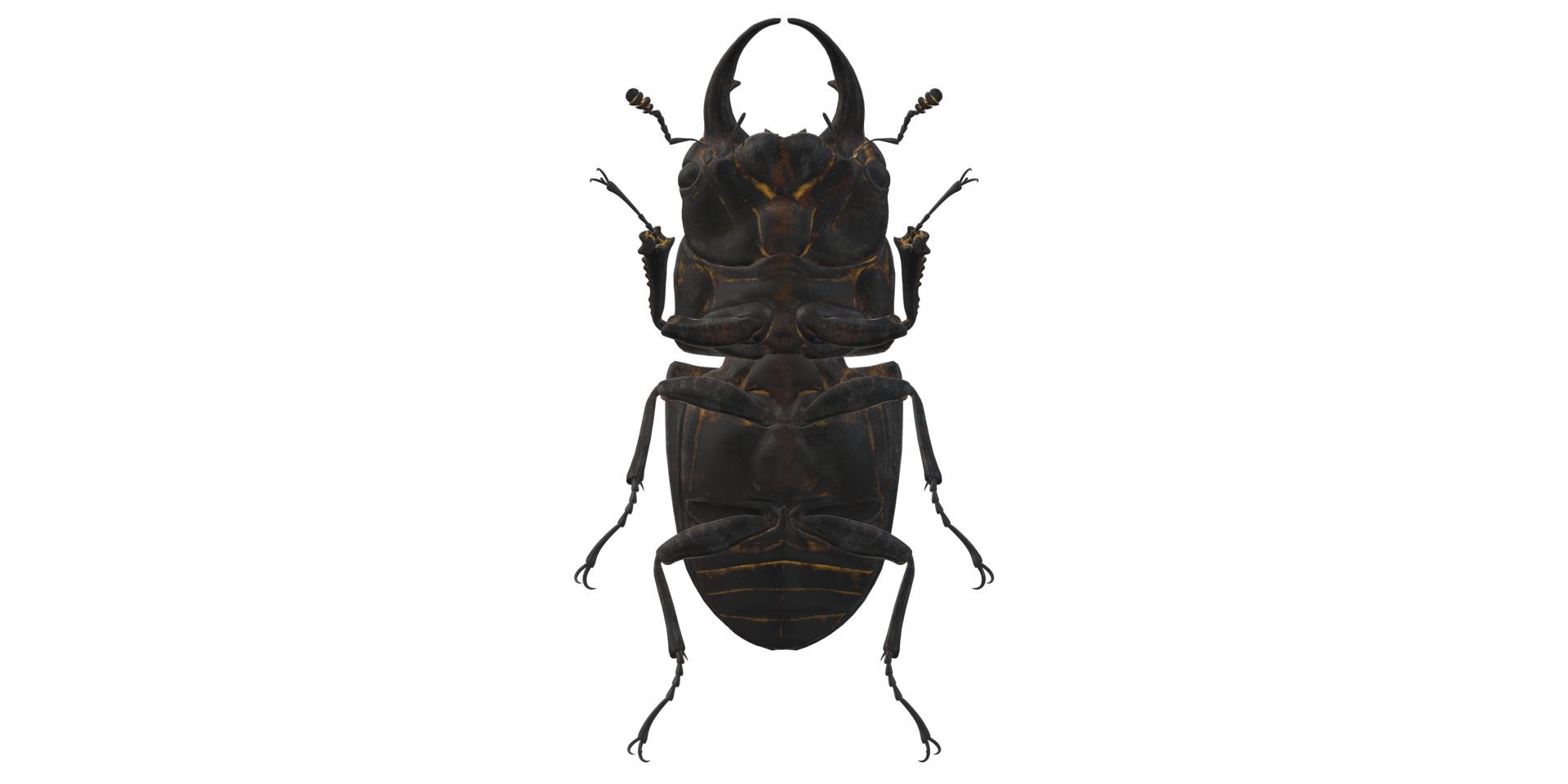 Stag Beetle isolated on a Transparent Background 24249136 PNG