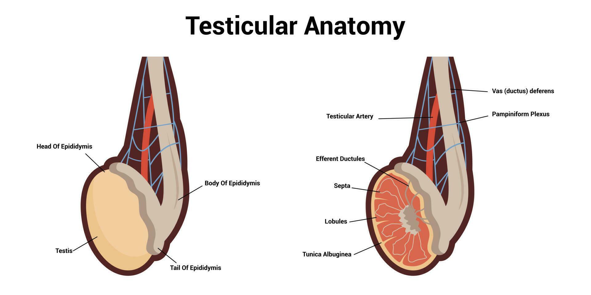Testicular Anatomía Ilustración De Un Cruzar Sección De Masculino