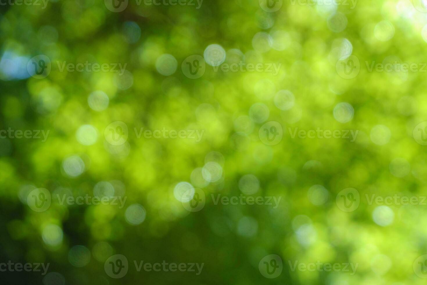 bokeh background of tree leaves 24269913 Stock Photo at Vecteezy