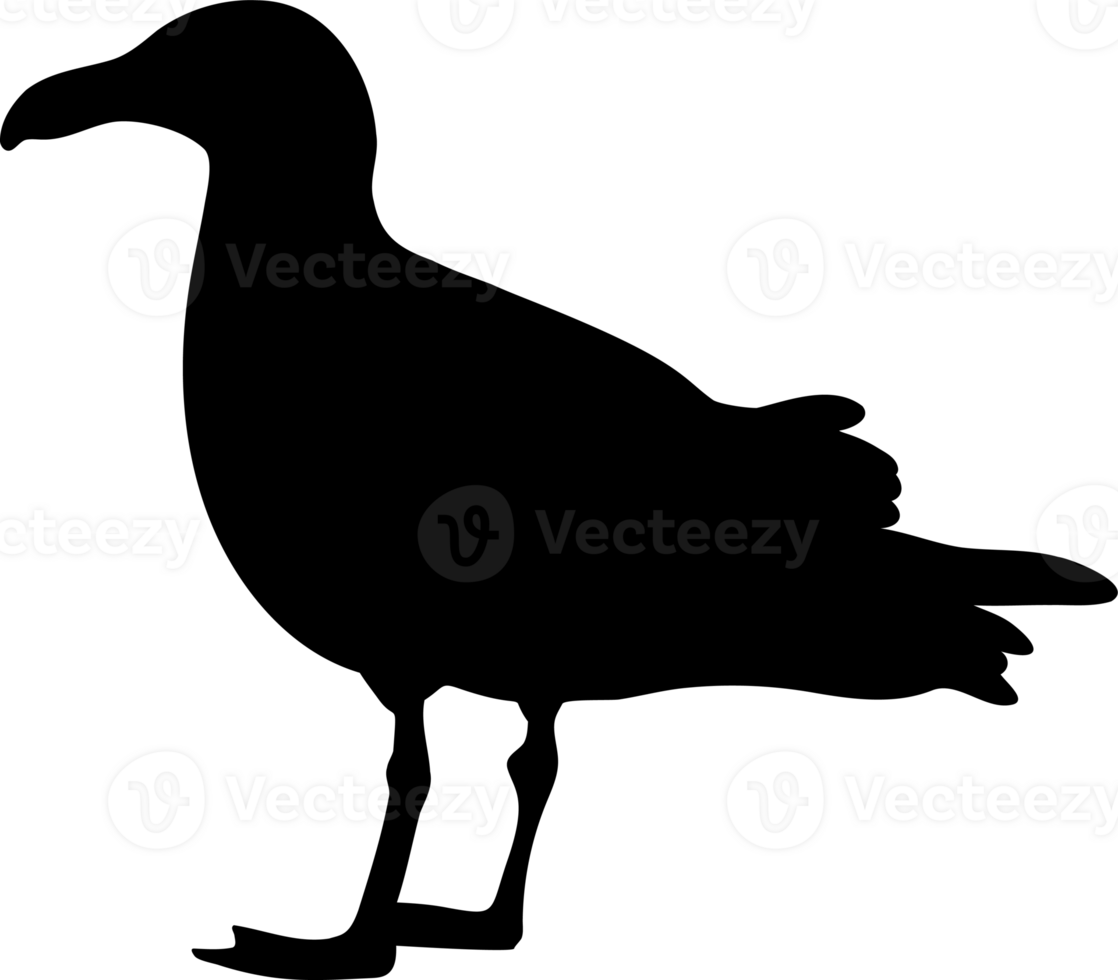 Seagull Silhouette Png