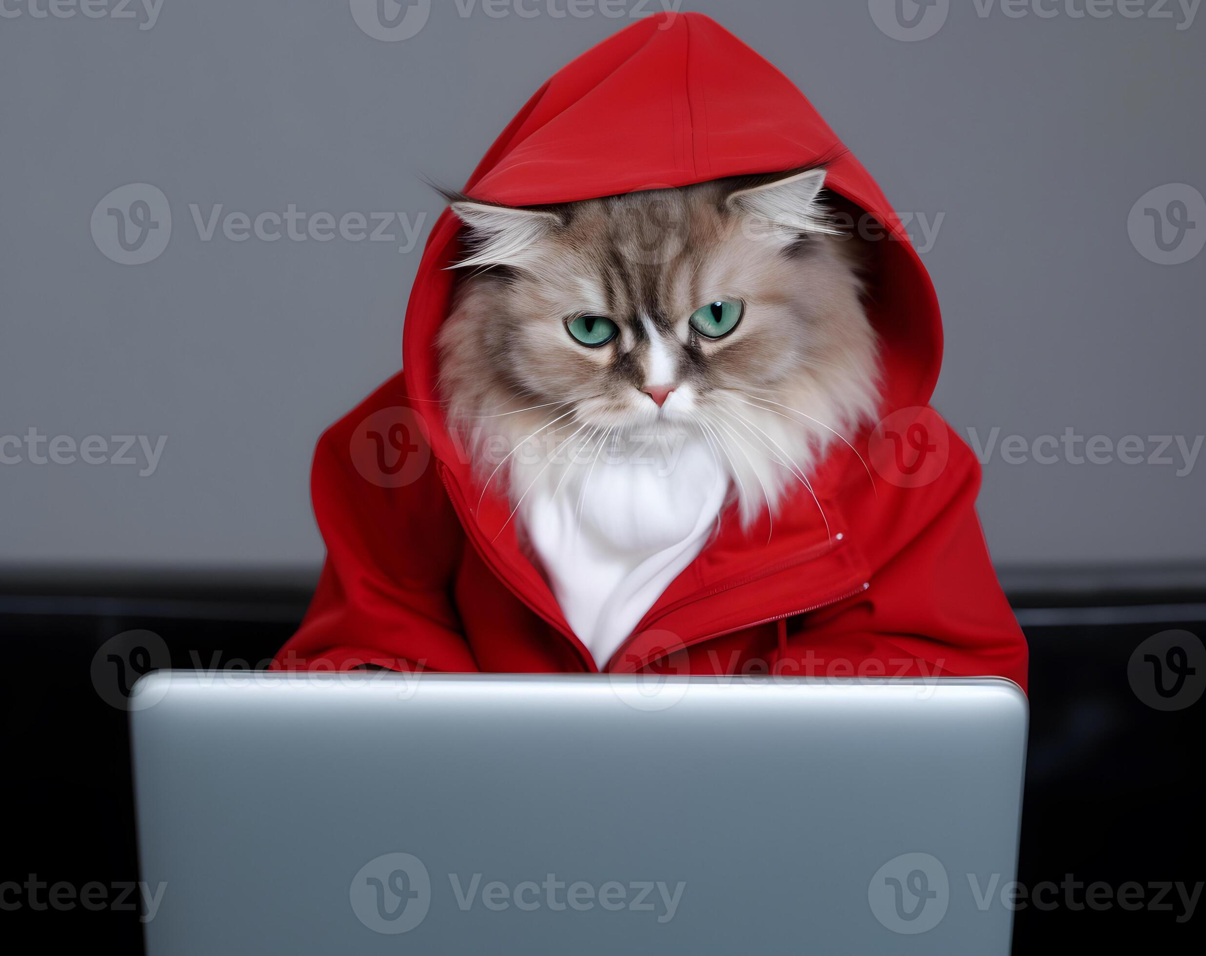 Cat with hoodie. Concept of hardworking pet. image 24306258 Stock Photo ...