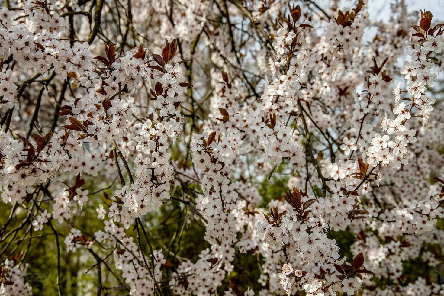 spring background with white flowers of a blossoming fruit tree on a ...
