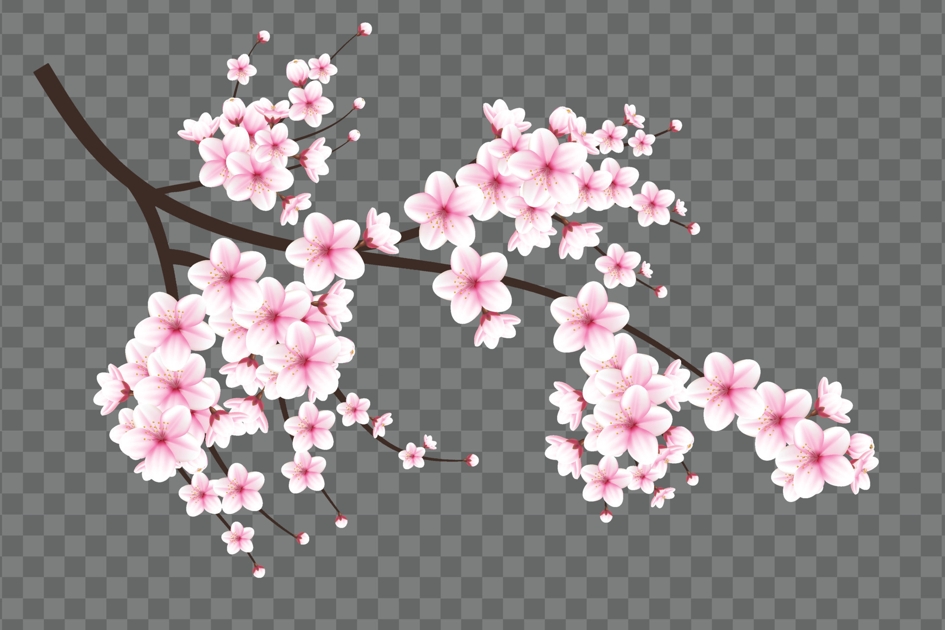 Realistic blooming cherry flowers and petals illustration,cherry ... Realistic blooming cherry flowers and petals illustration,cherry ...