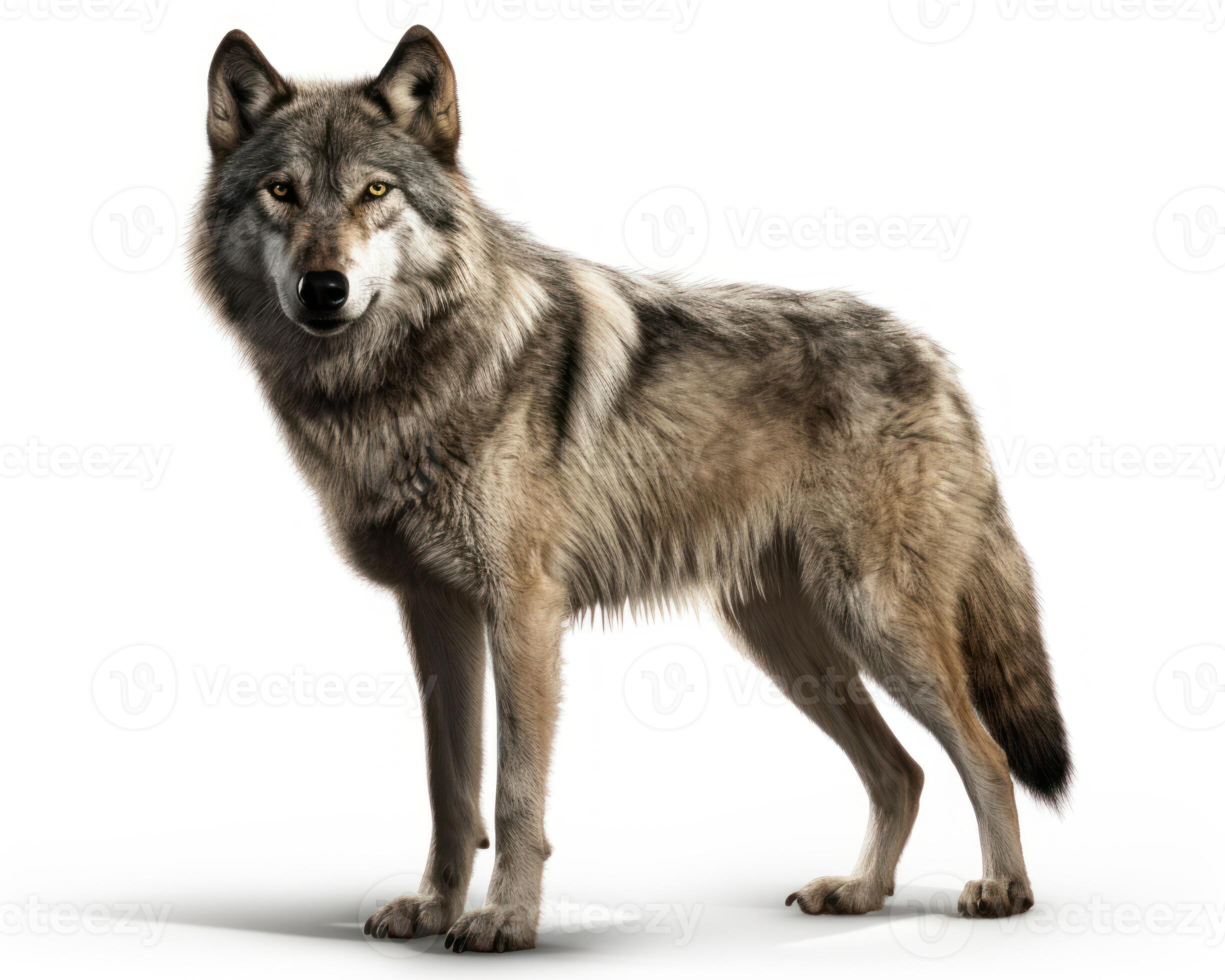 A grey wolf standing on a white surface with a white background and ... A grey wolf standing on a white surface with a white background and ...