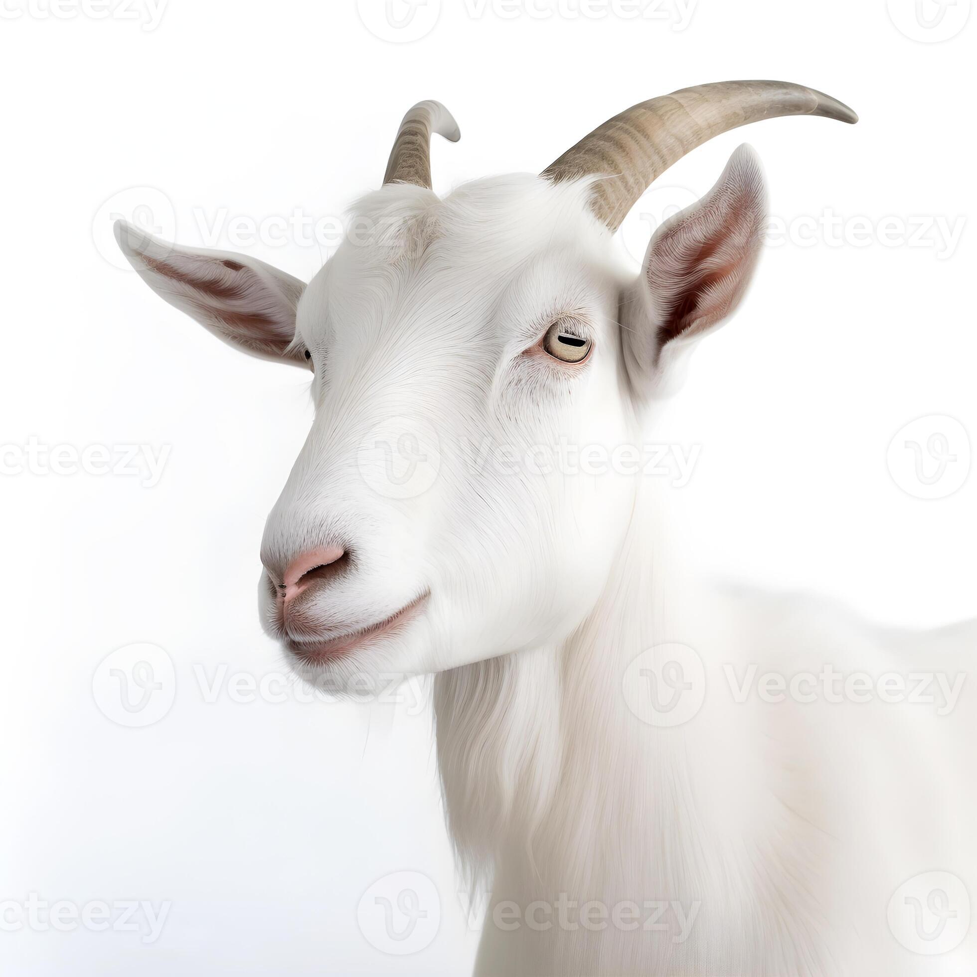 content, Close-up portrait of a white goat with horns. isolated object on white background ...