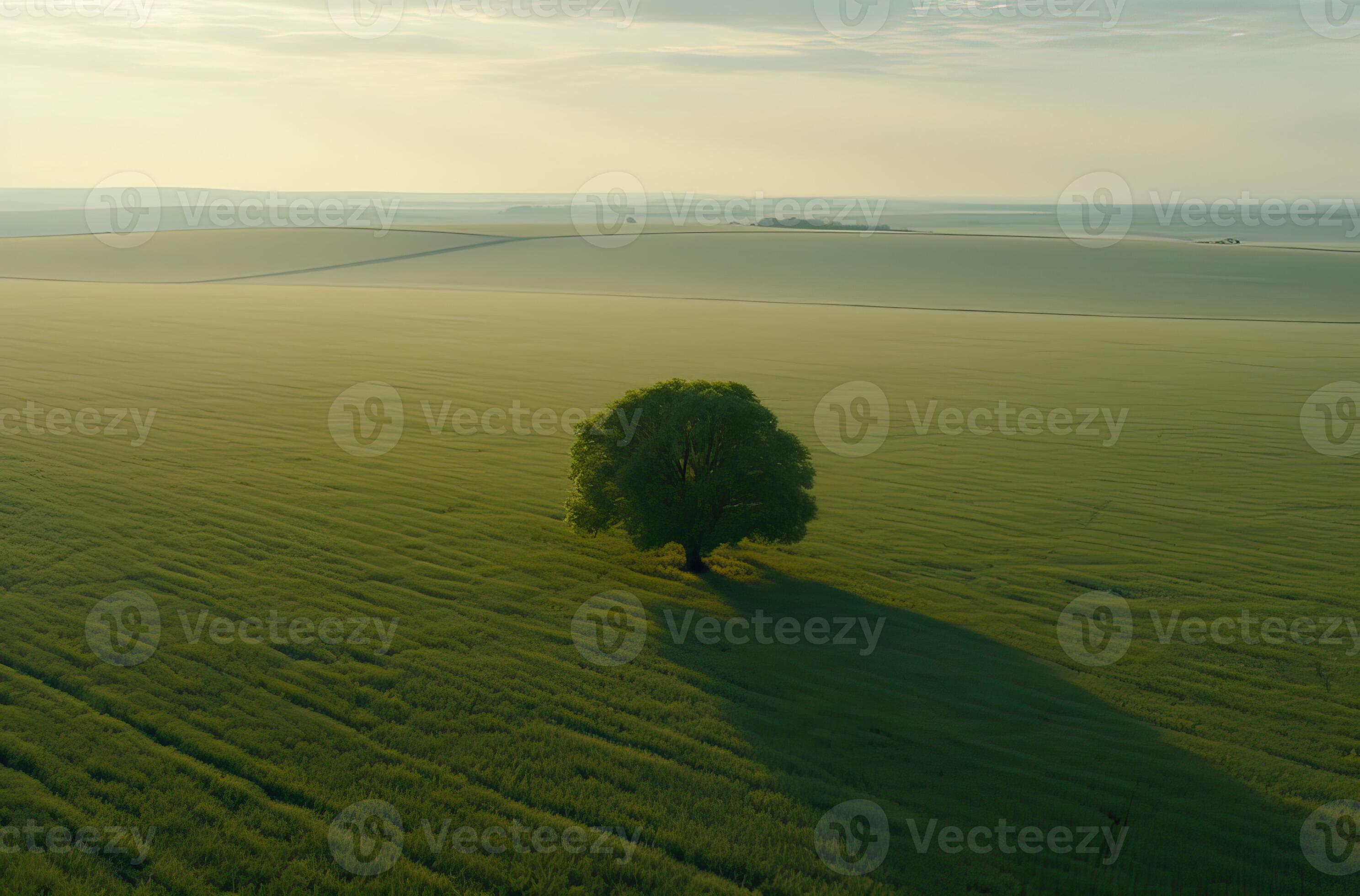 Single plum tree in the middle of a grassy field. alone tree in the ...
