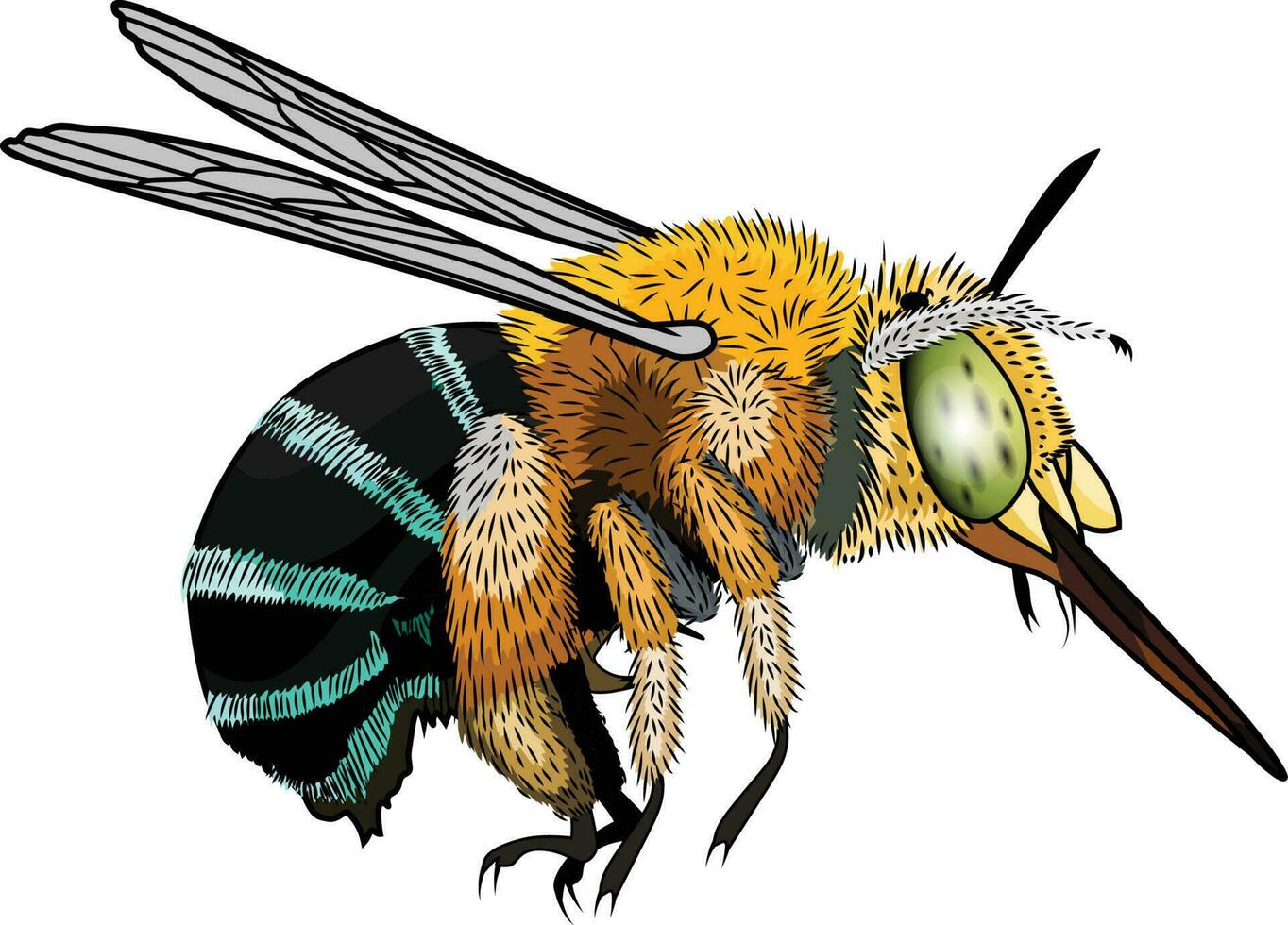 Australian Blue Banded Bee Amegilla Cingulata Bee Vector Image 24319364