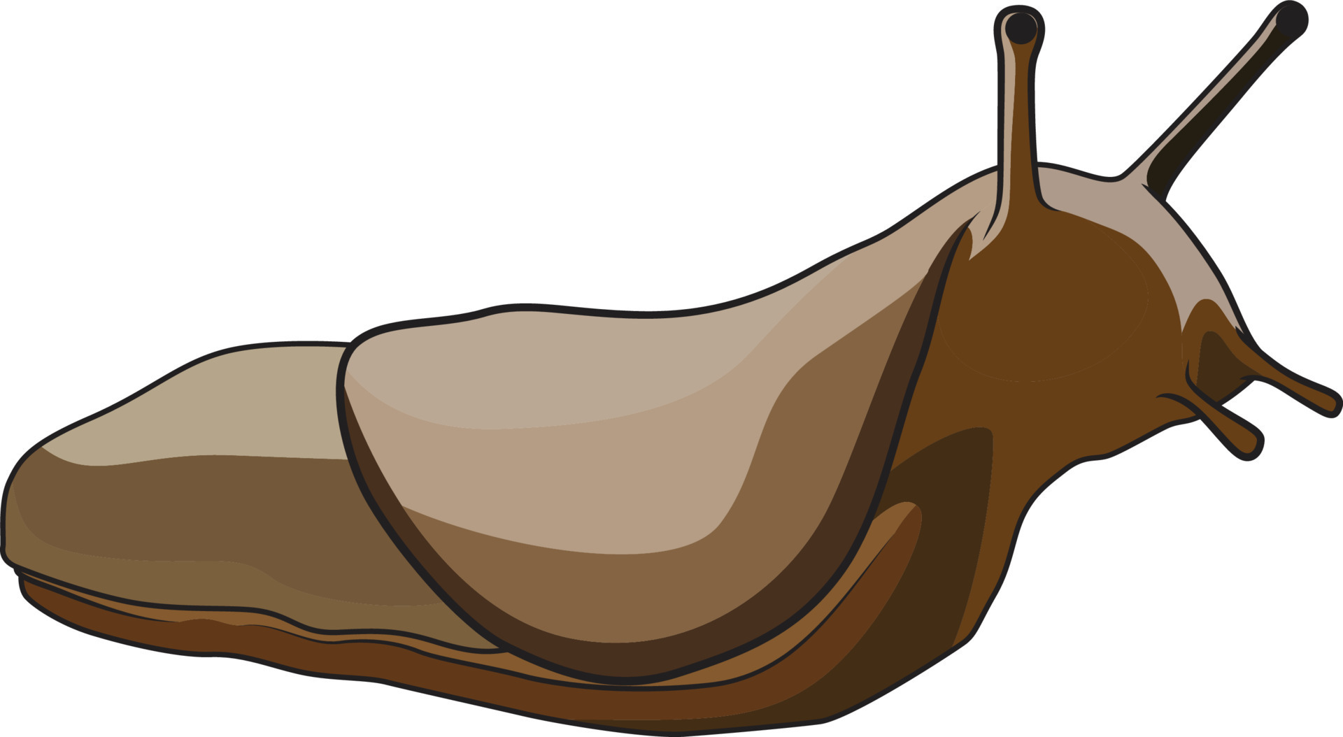 Slug Clipart