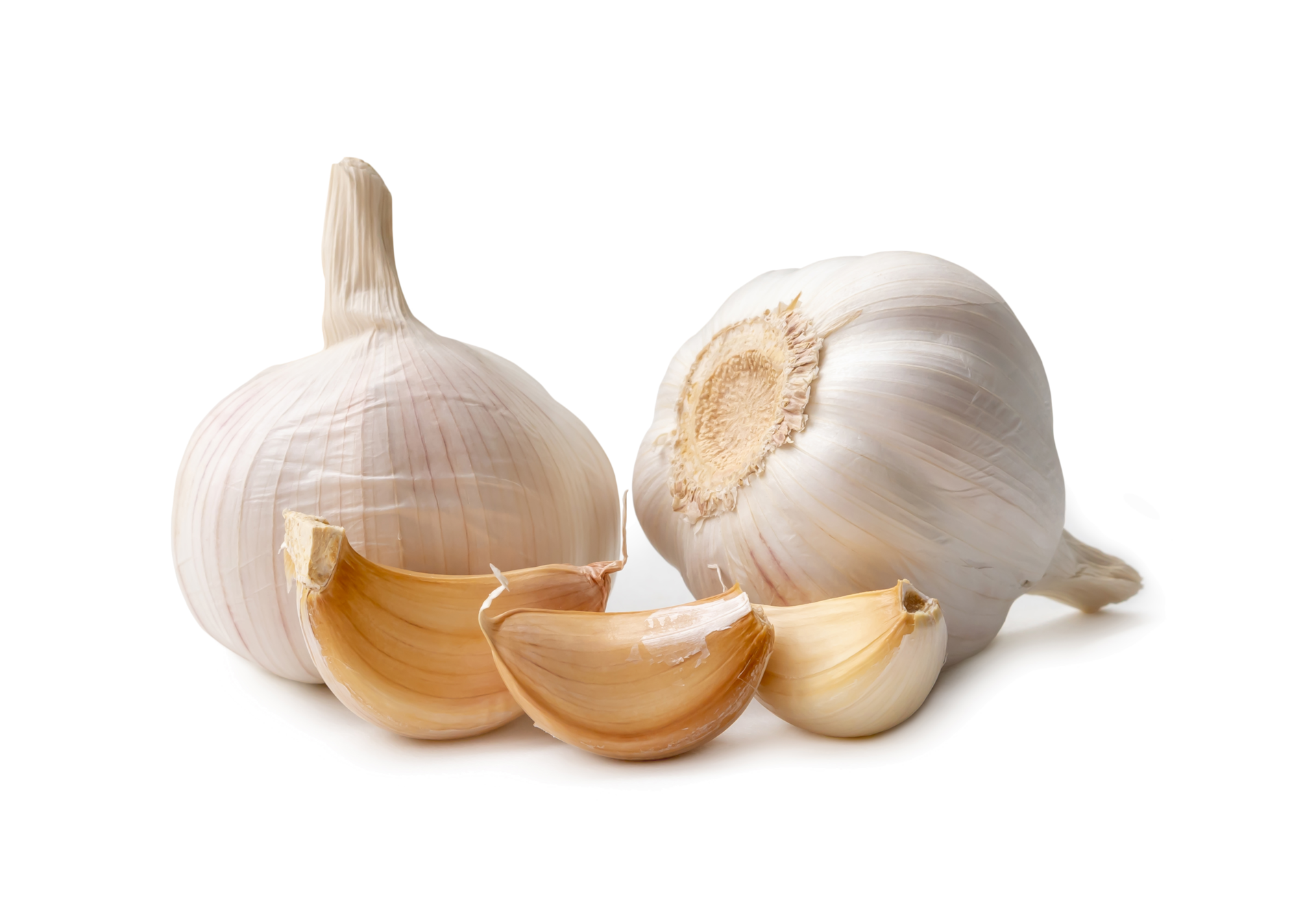 Single Fresh White Garlic Bulb With Segments Is Isolated With Clipping Path And Shadow In Png