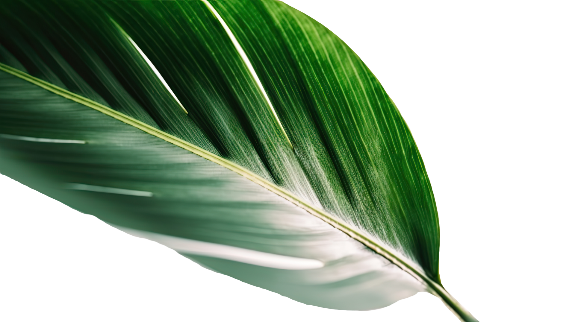 Closeup Macro Image Of Banana Leaf On Transparent Background closeup-macro-image-of-banana-leaf-on-transparent-background