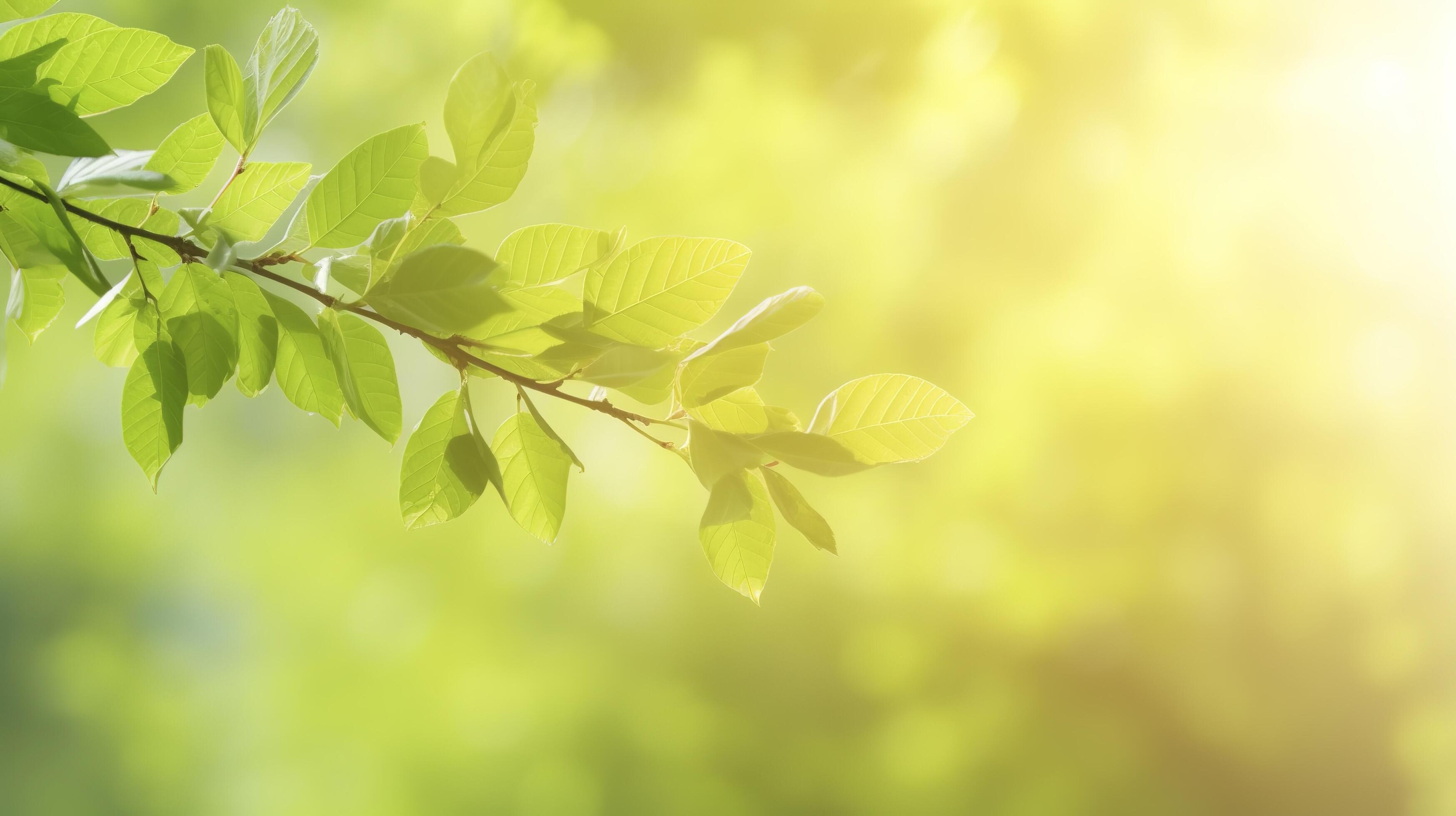 Fresh green garden grass lawn in spring, summer with bright bokeh of ...