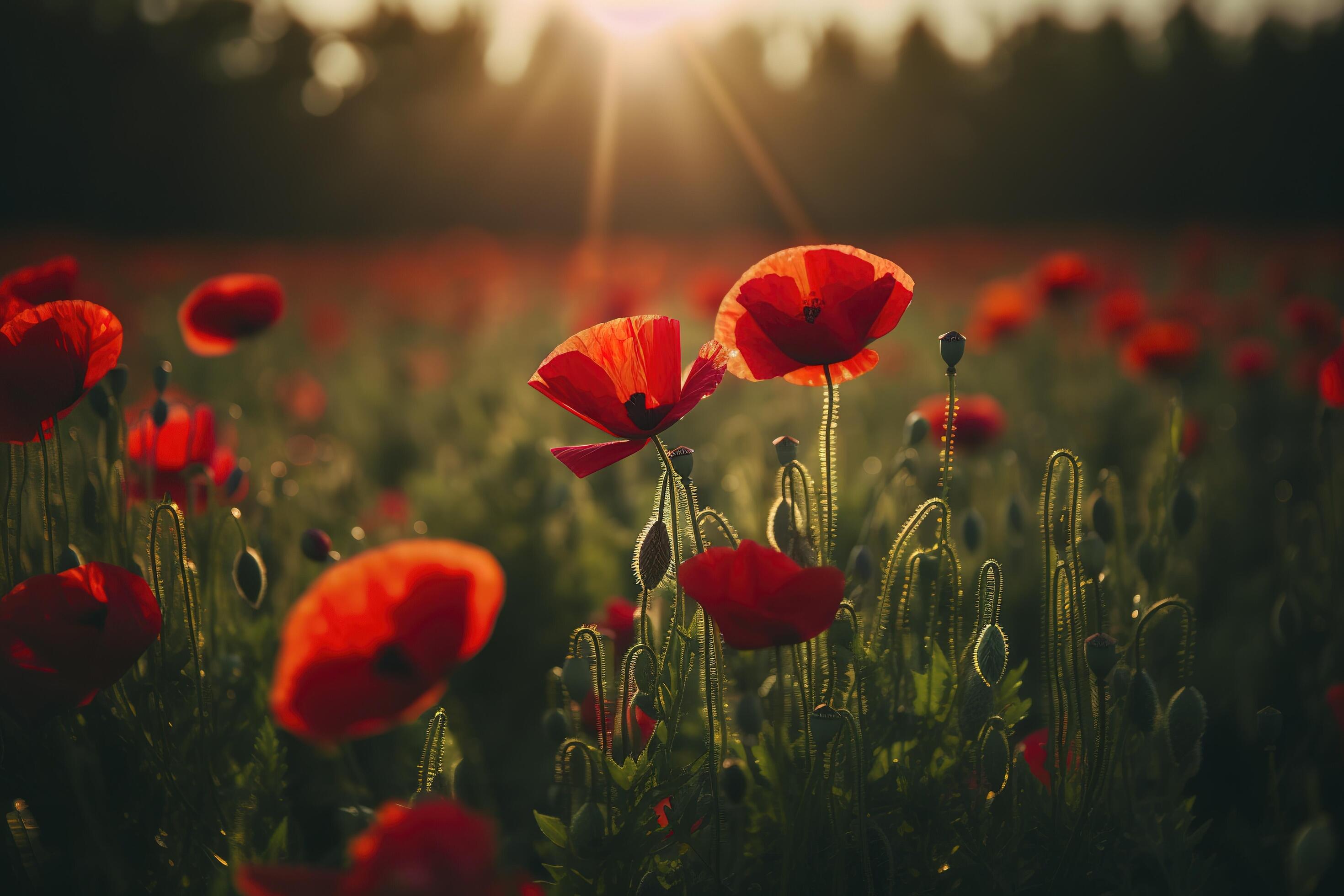Anzac Day memorial poppies. Field of red poppy flowers to honour fallen ...