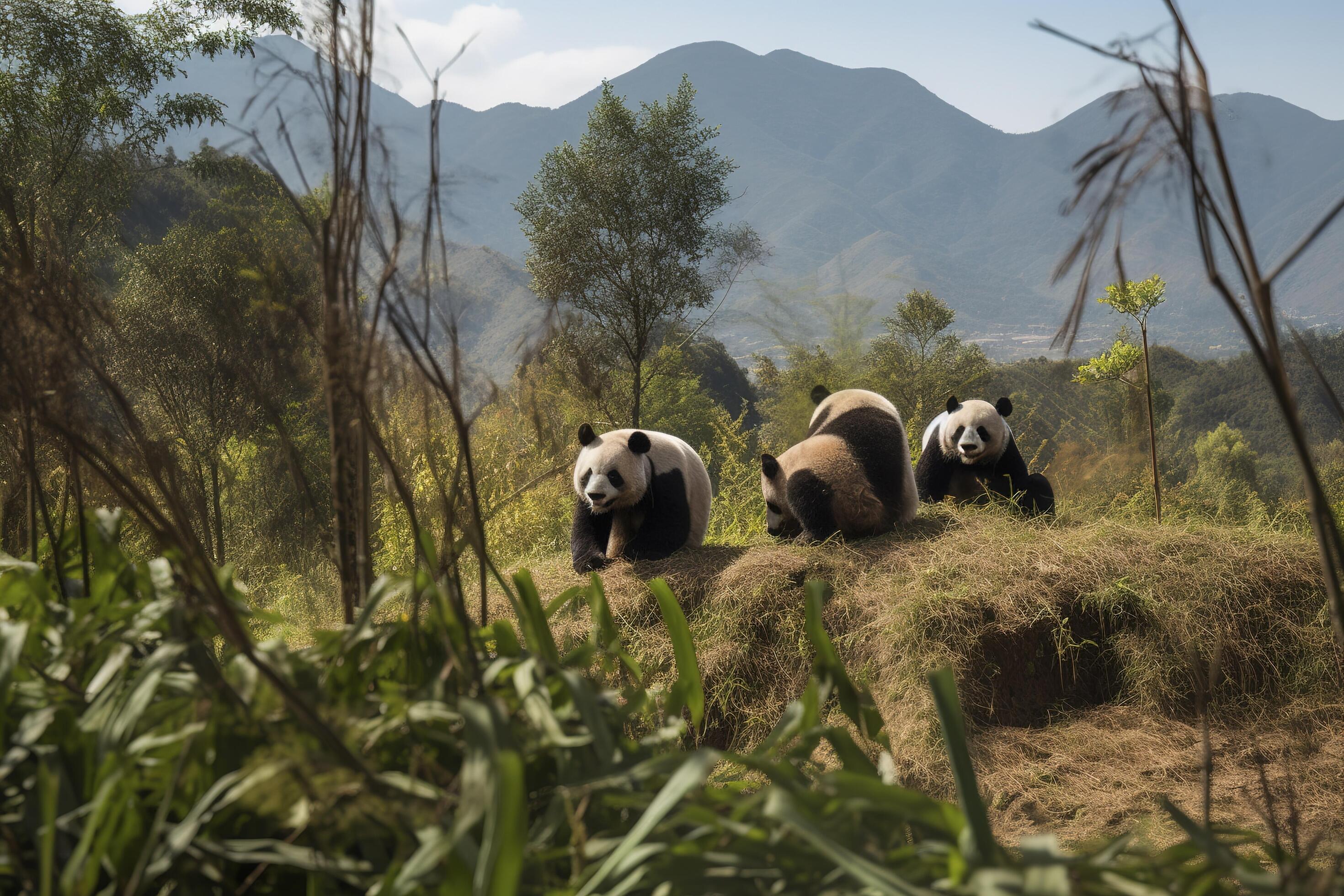A family of pandas playing in a bamboo forest, generate ai 24389951 Stock Photo at Vecteezy