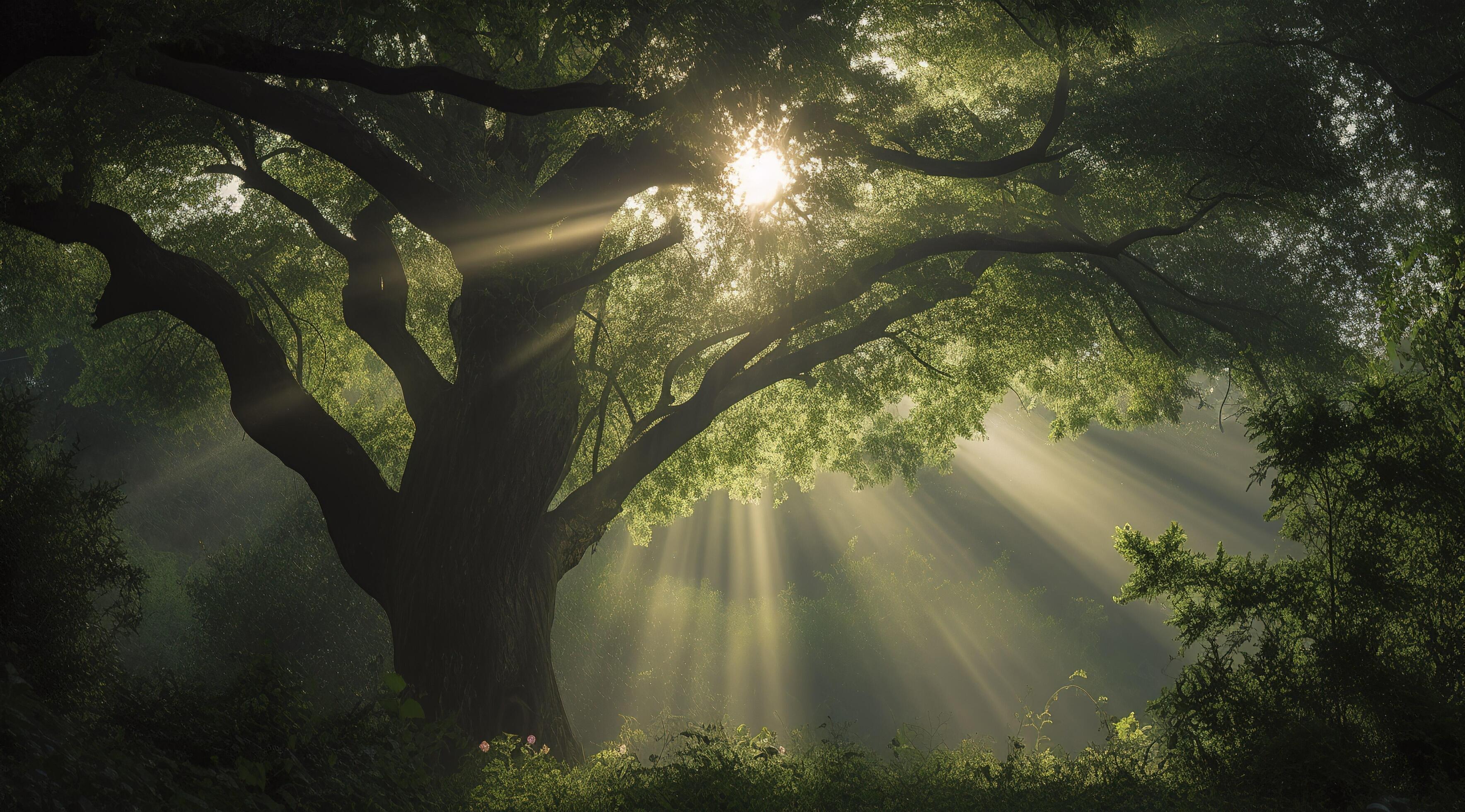 a large tree with bright sun rays, in the style of pastoral charm, dark green and light green ...