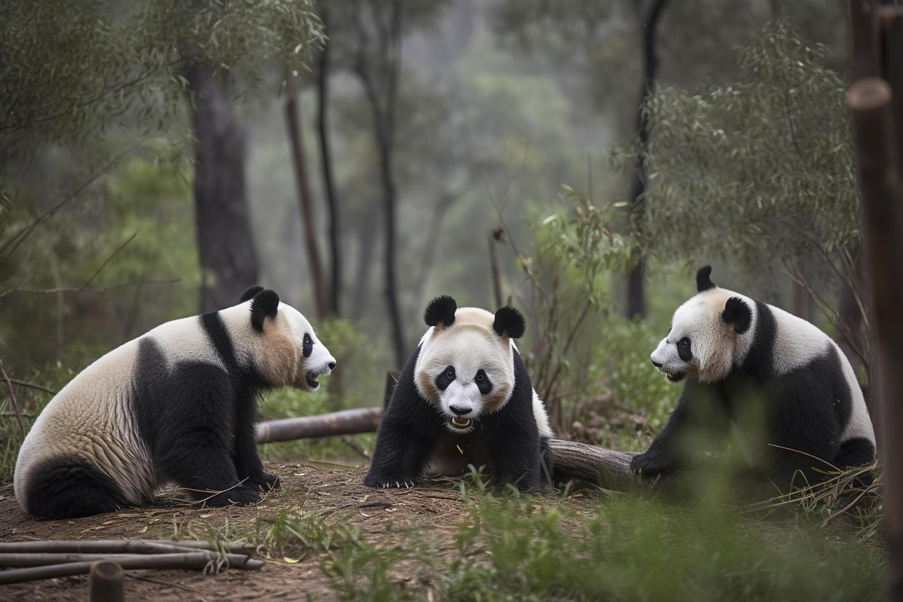A family of pandas playing in a bamboo forest, generate ai 24445790 Stock Photo at Vecteezy