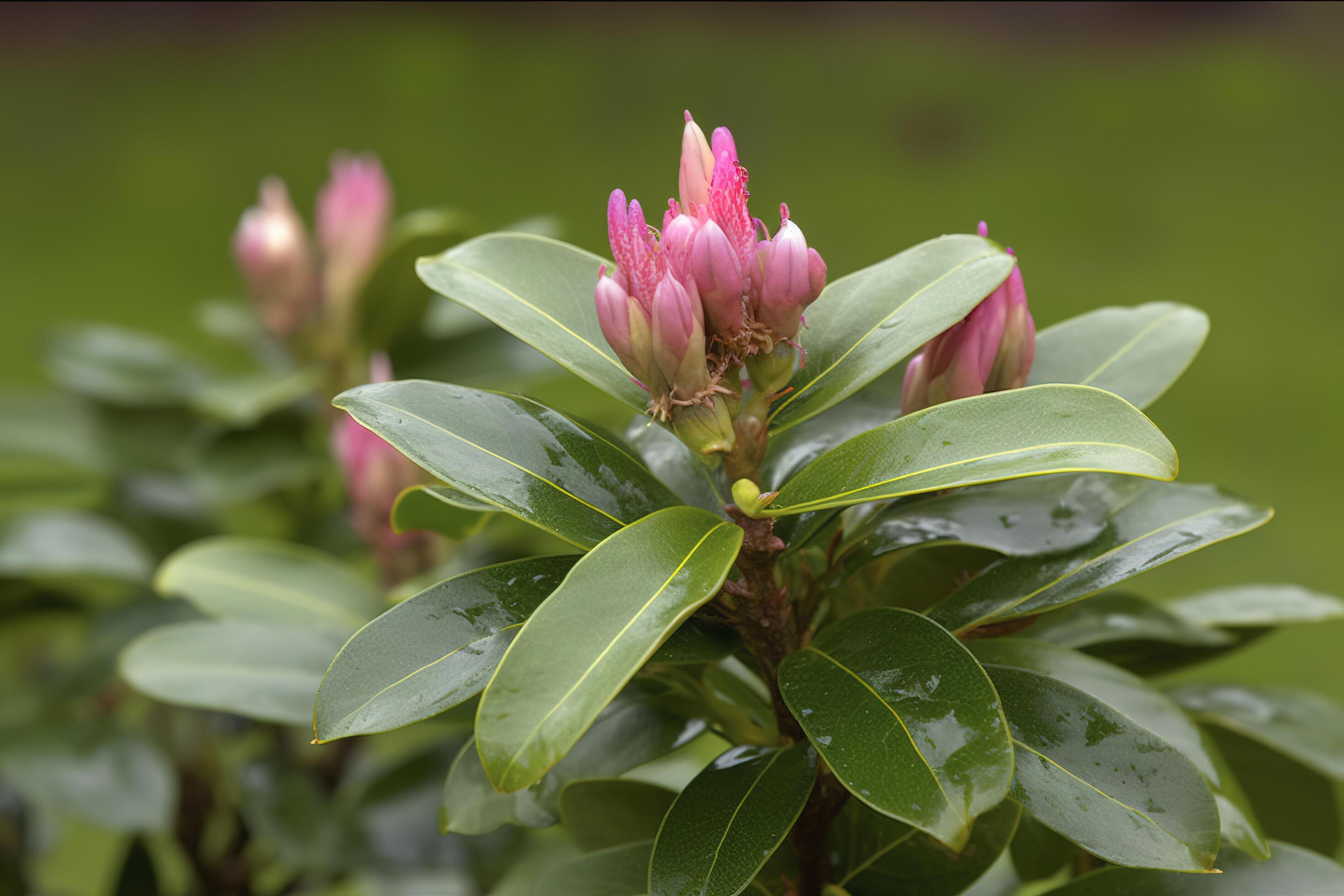 Rhododendron or Rosebay leaves and buds ready to open in spring garden, closeup. Ericaceae ...