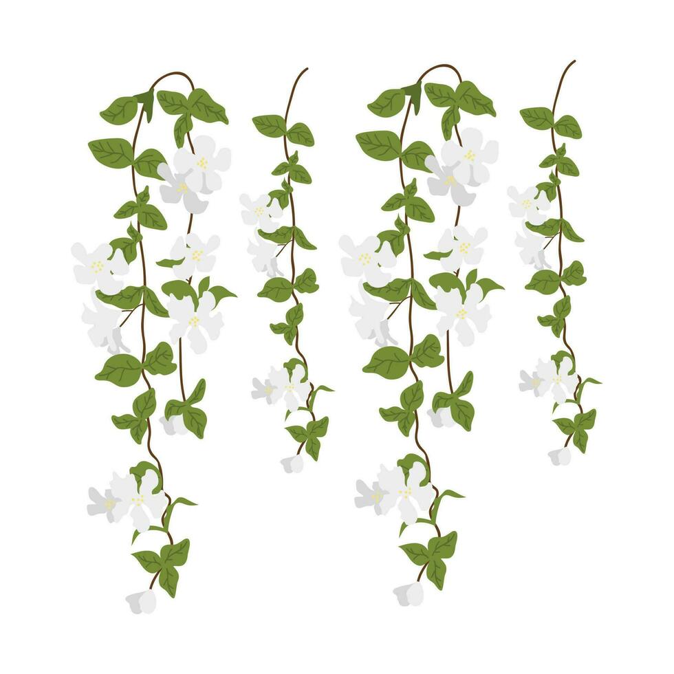 Dangling Flower Element. Illustration of home hanging leaves of plant String of Nickels isolated ...