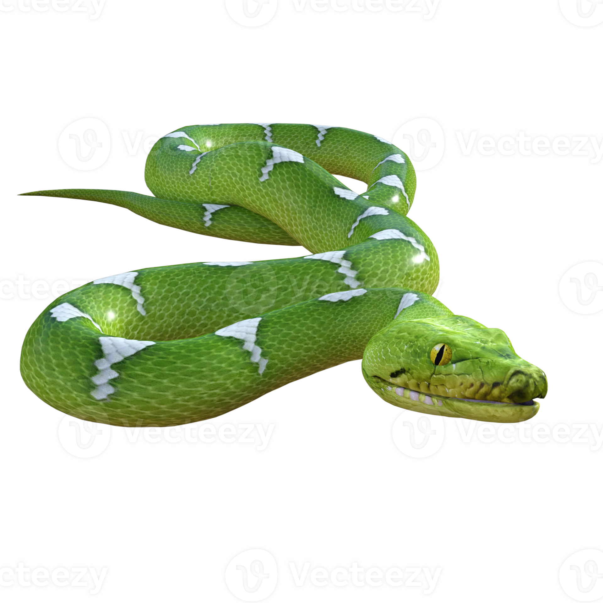 snake python isolated 3d 24485886 PNG