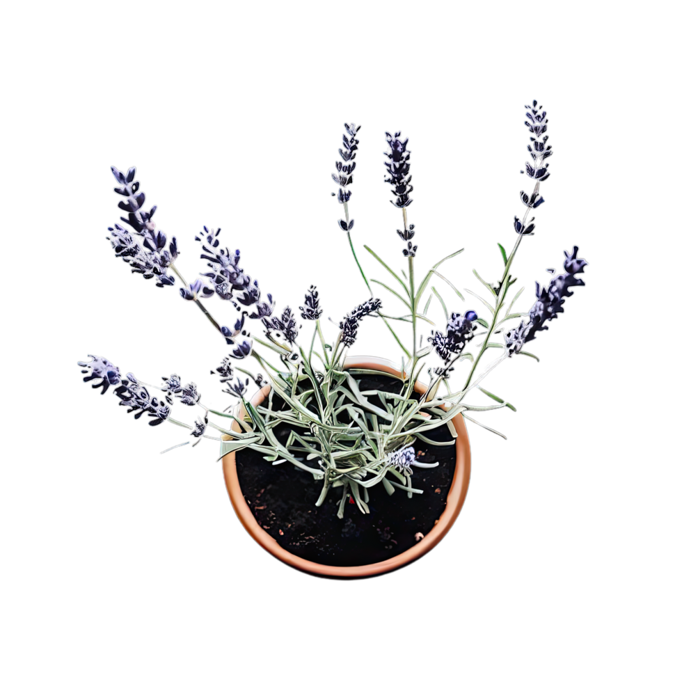 Isolated Tropical And Summer Plant 24488616 Png