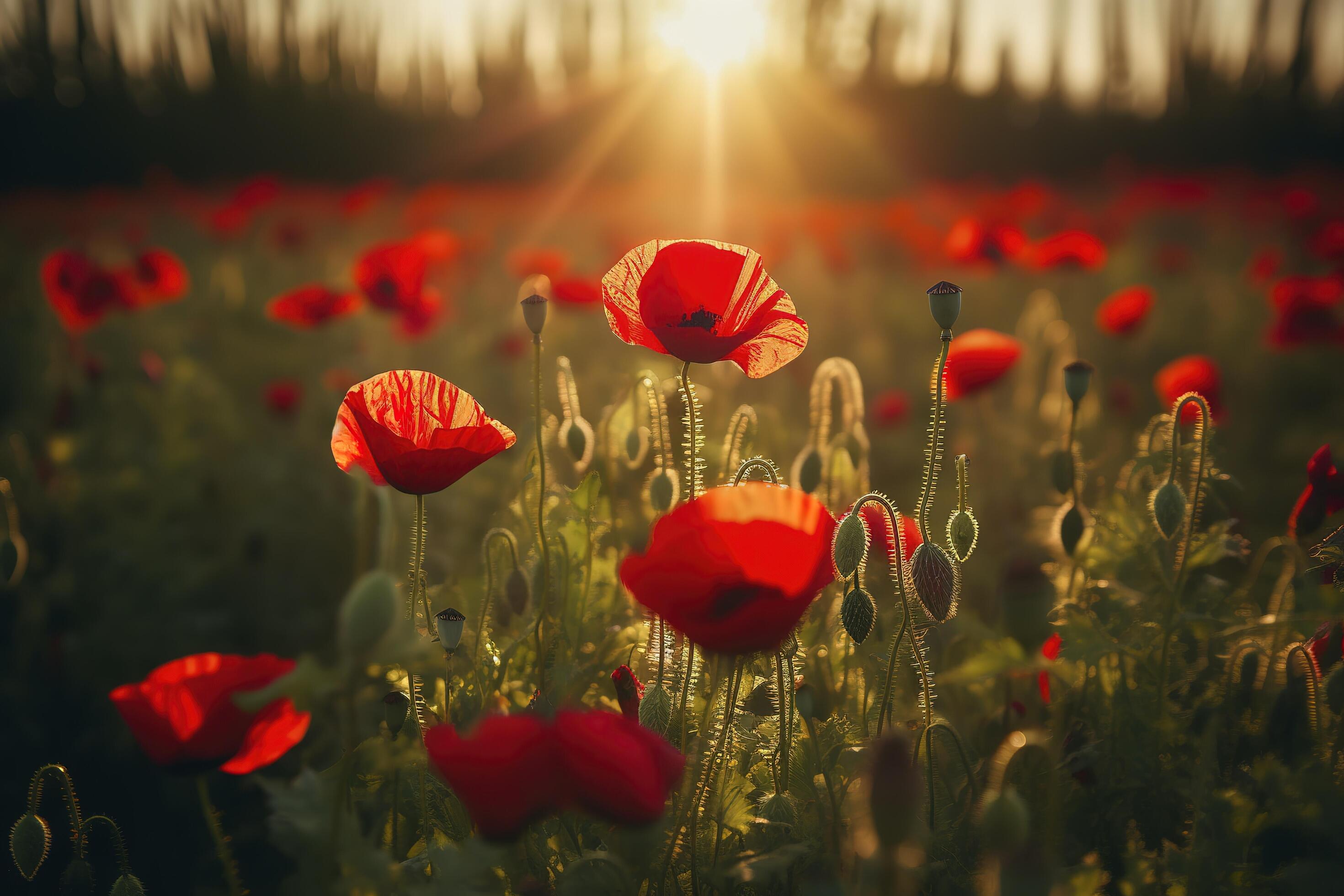 Anzac Day memorial poppies. Field of red poppy flowers to honour fallen ...