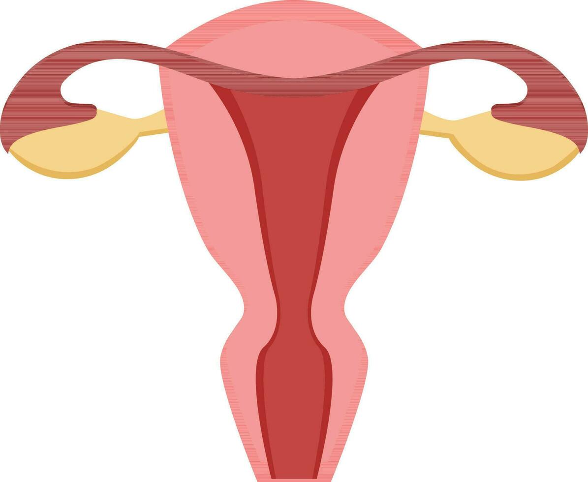 Isolated Female Reproductive System Icon In Flat Style 24505599 Vector