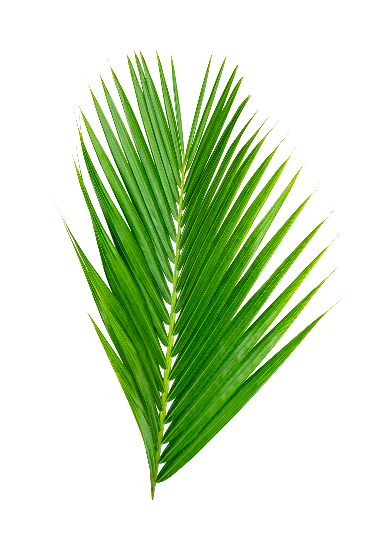 Green Leaves Pattern Leaf Palm Tree Isolated 24508021 Png