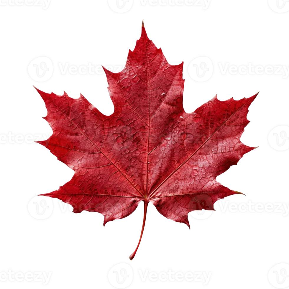 Red maple leaf isolated on transparent background, created with 24509638 PNG