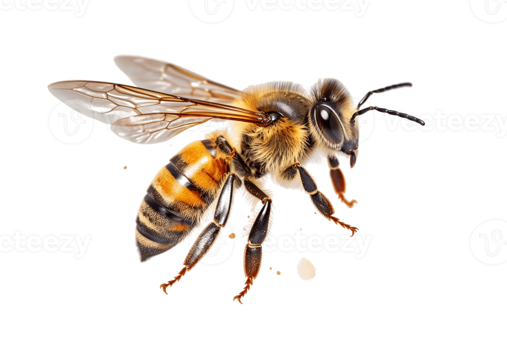 Honey bee isolated on transparent background. AI 24516680 PNG Honey bee isolated on transparent background. AI 24516680 PNG