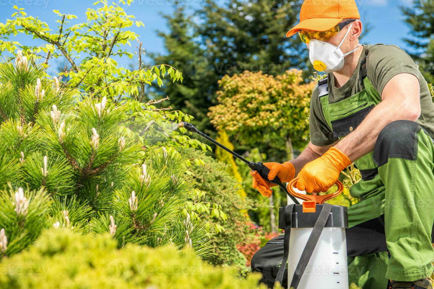 Men Fungicide His Backyard Garden Plants 24519048 Stock Photo at Vecteezy Men Fungicide His Backyard Garden Plants 24519048 Stock Photo at Vecteezy