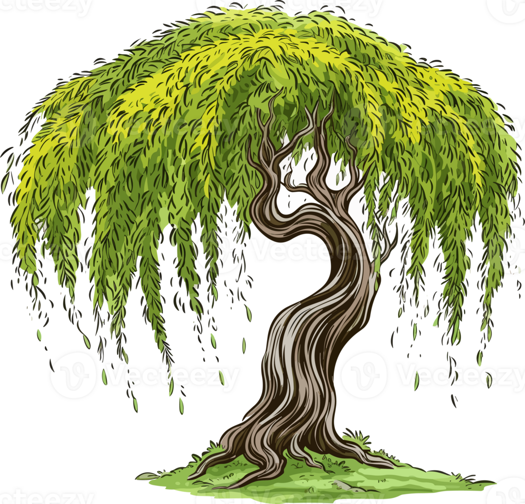 Willow tree Png, Weeping Willow Tree Isolated 24521392 PNG Willow tree Png, Weeping Willow Tree Isolated 24521392 PNG