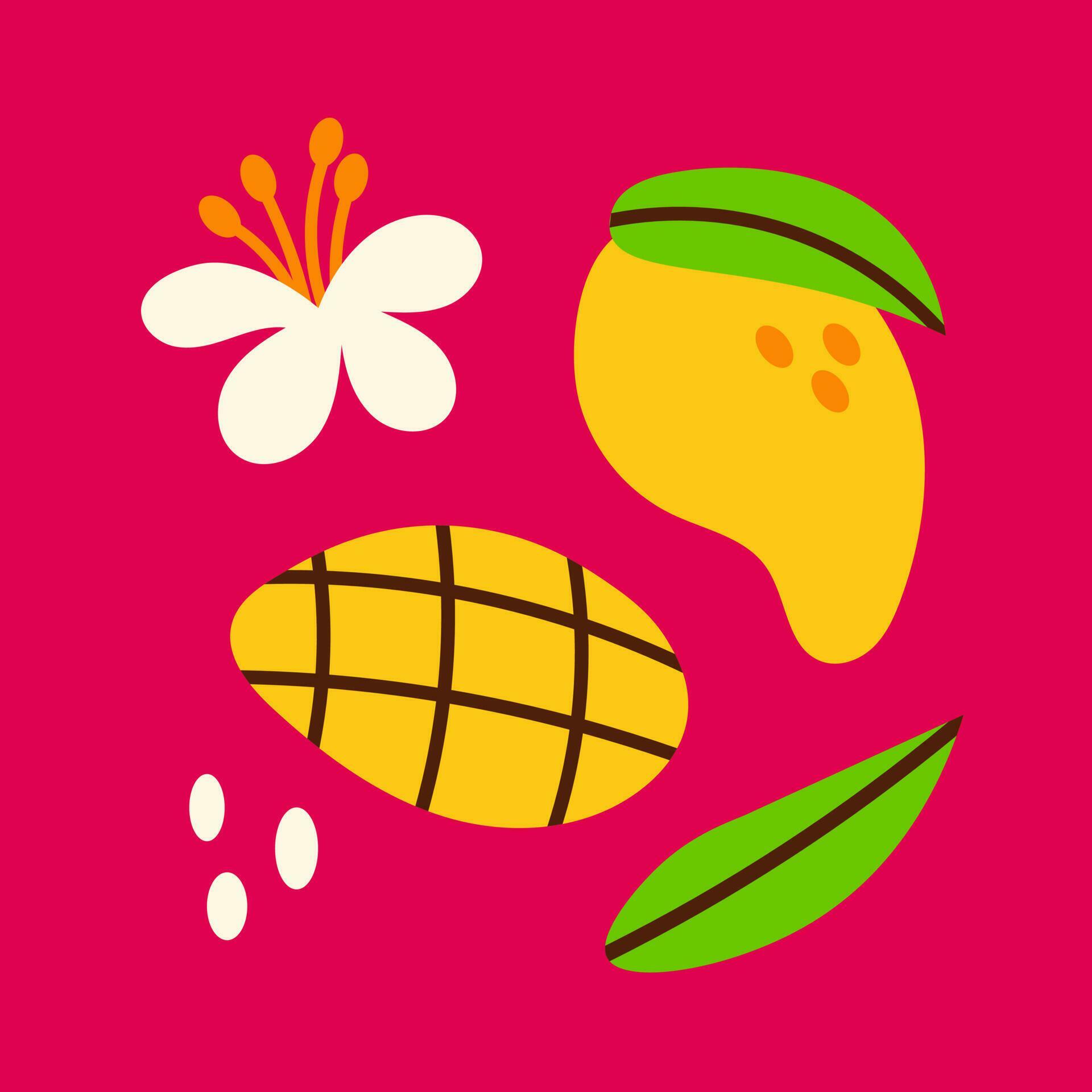 Mango elements vector set 24541992 Vector Art at Vecteezy