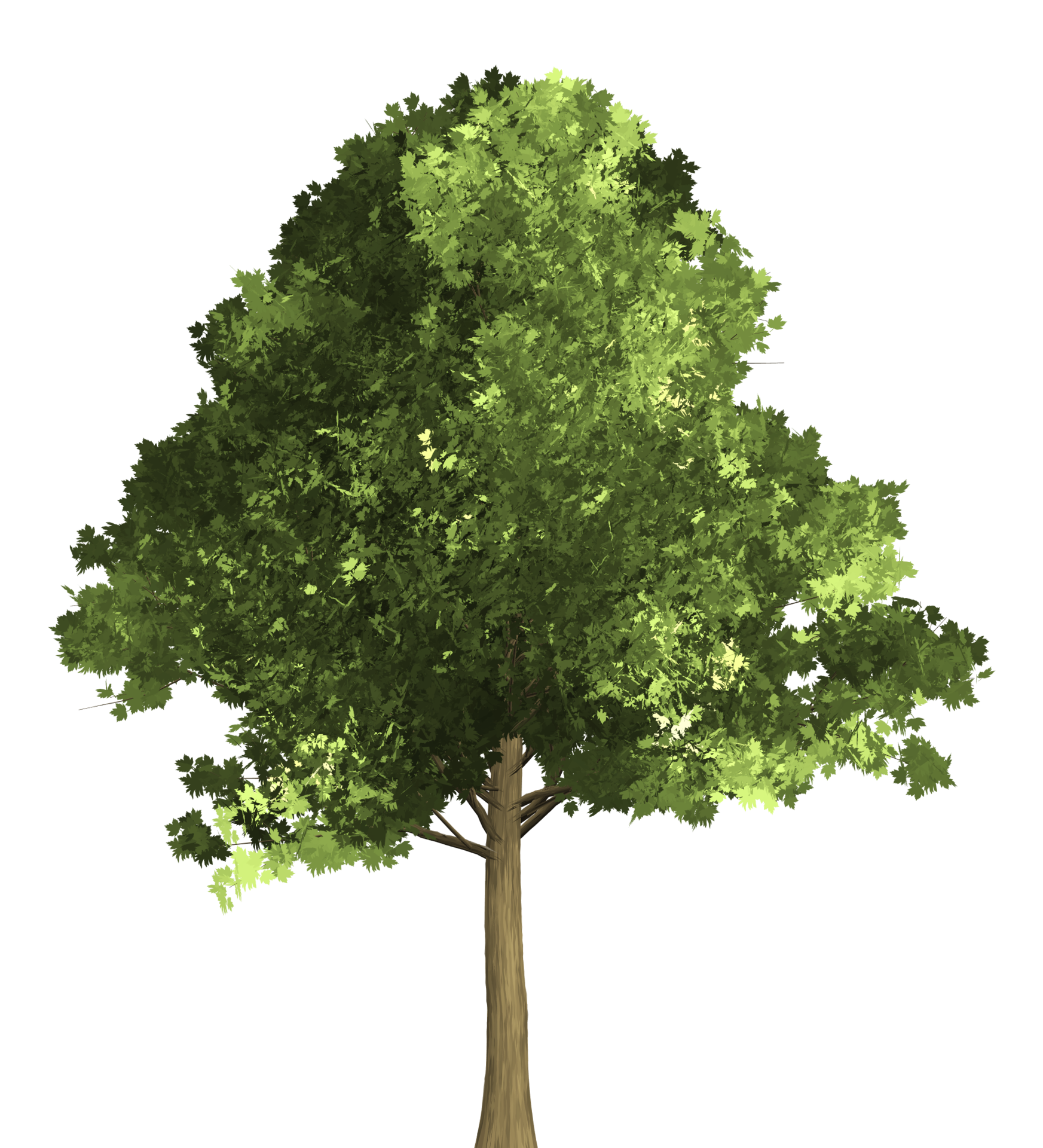 3d rendered isolated tree.Tree on transparent background 24584377 PNG