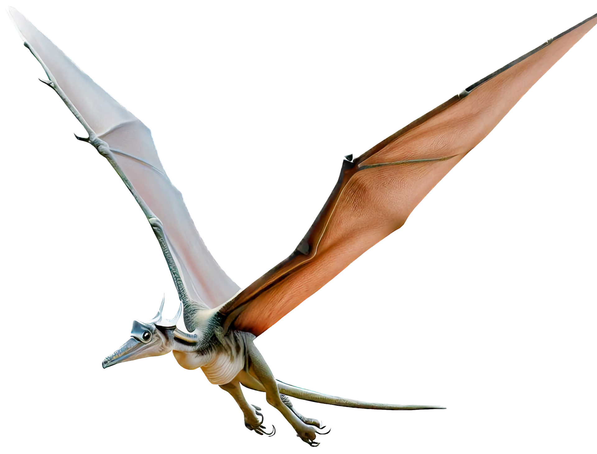Pteranodon flying with . 24589237 PNG Pteranodon flying with . 24589237 PNG
