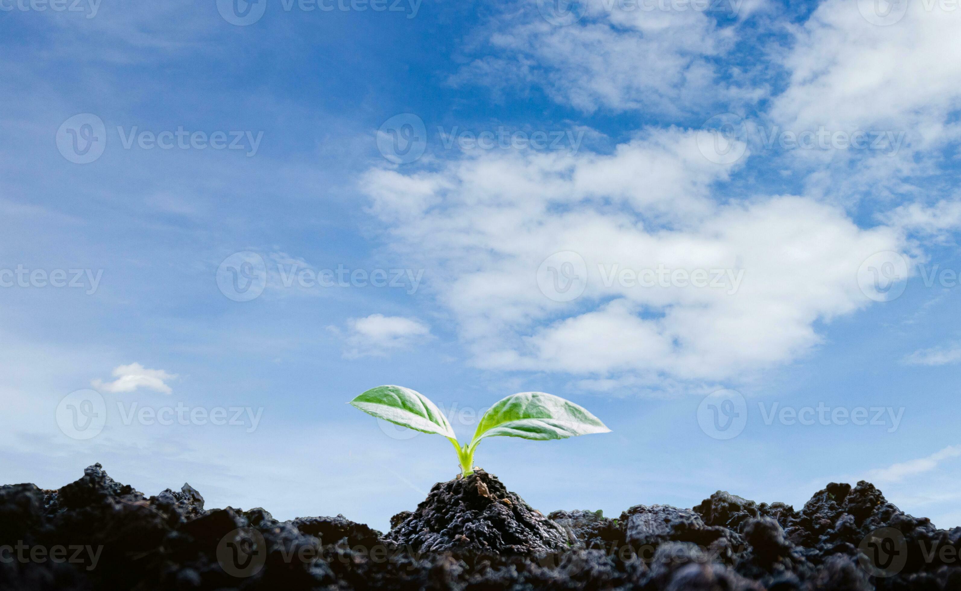 Ecological environment the growth of Seedling tree Sky background ...