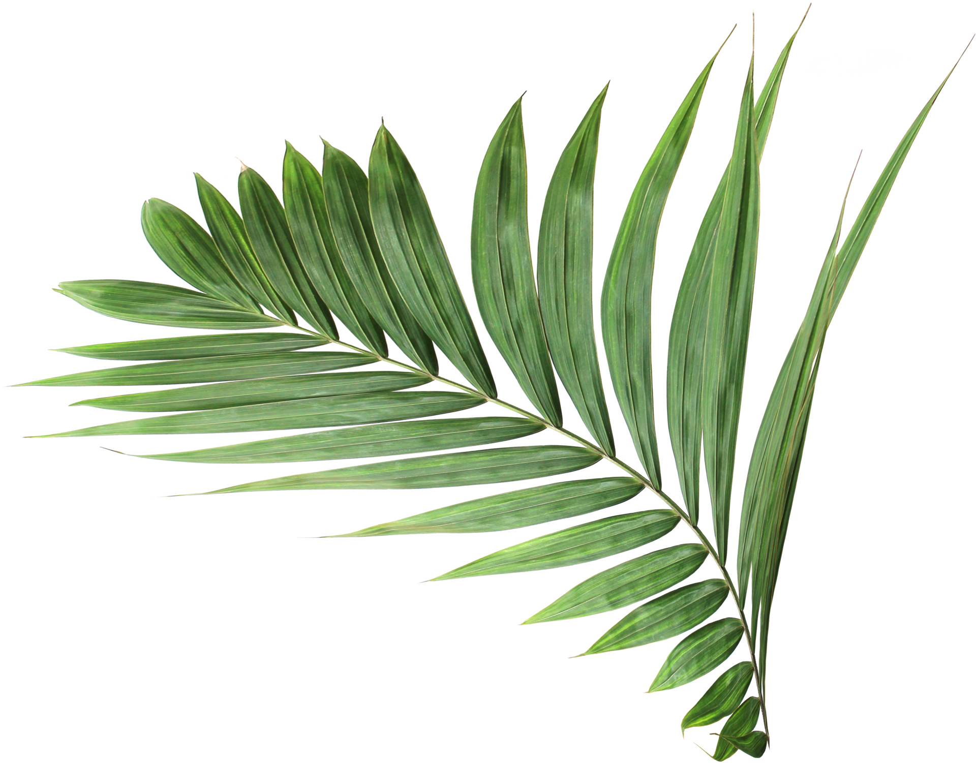 folha de palmeira verde tropical em arquivo png de fundo transparente 24655731 PNG