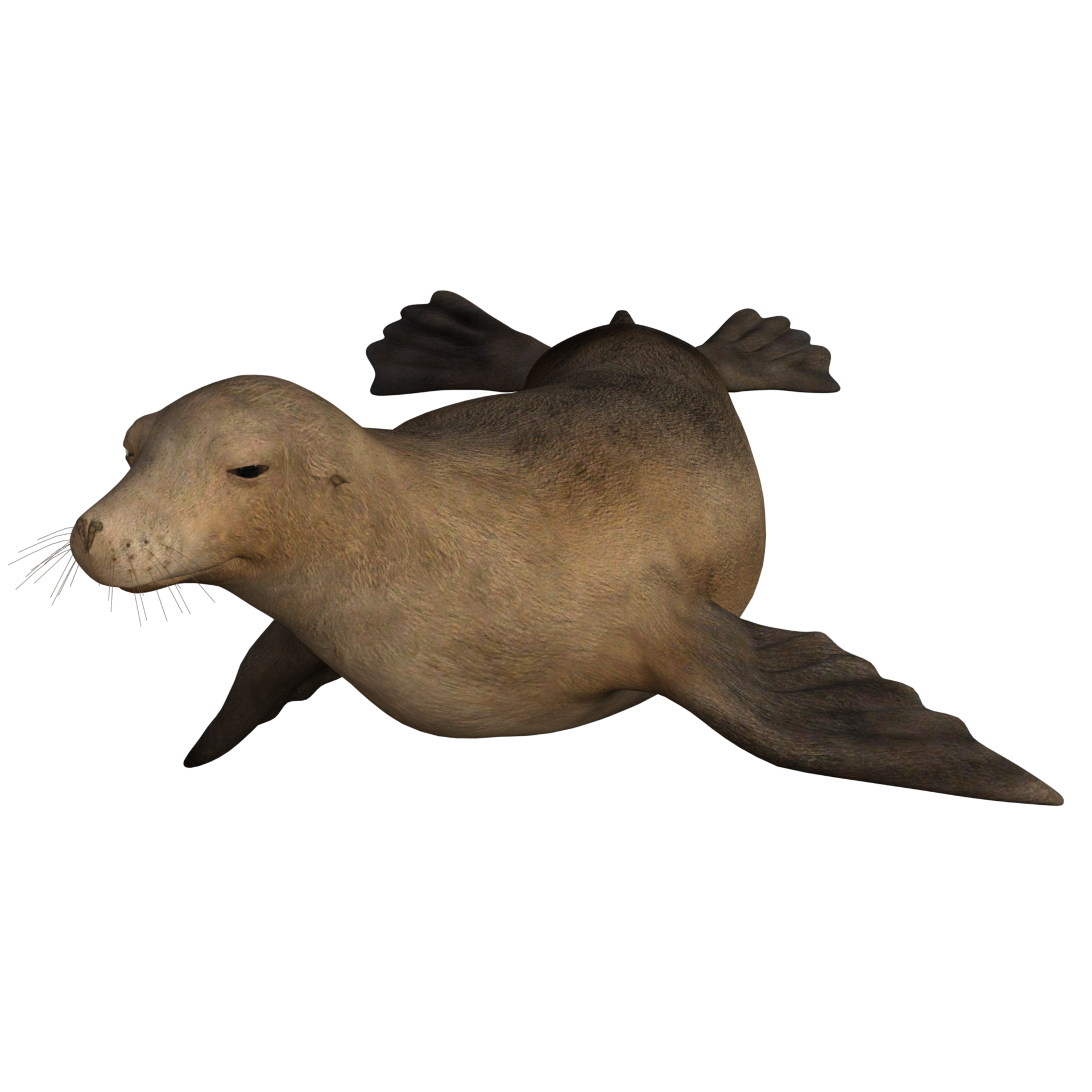 Sea Lion Isolated 3d 24659144 Png