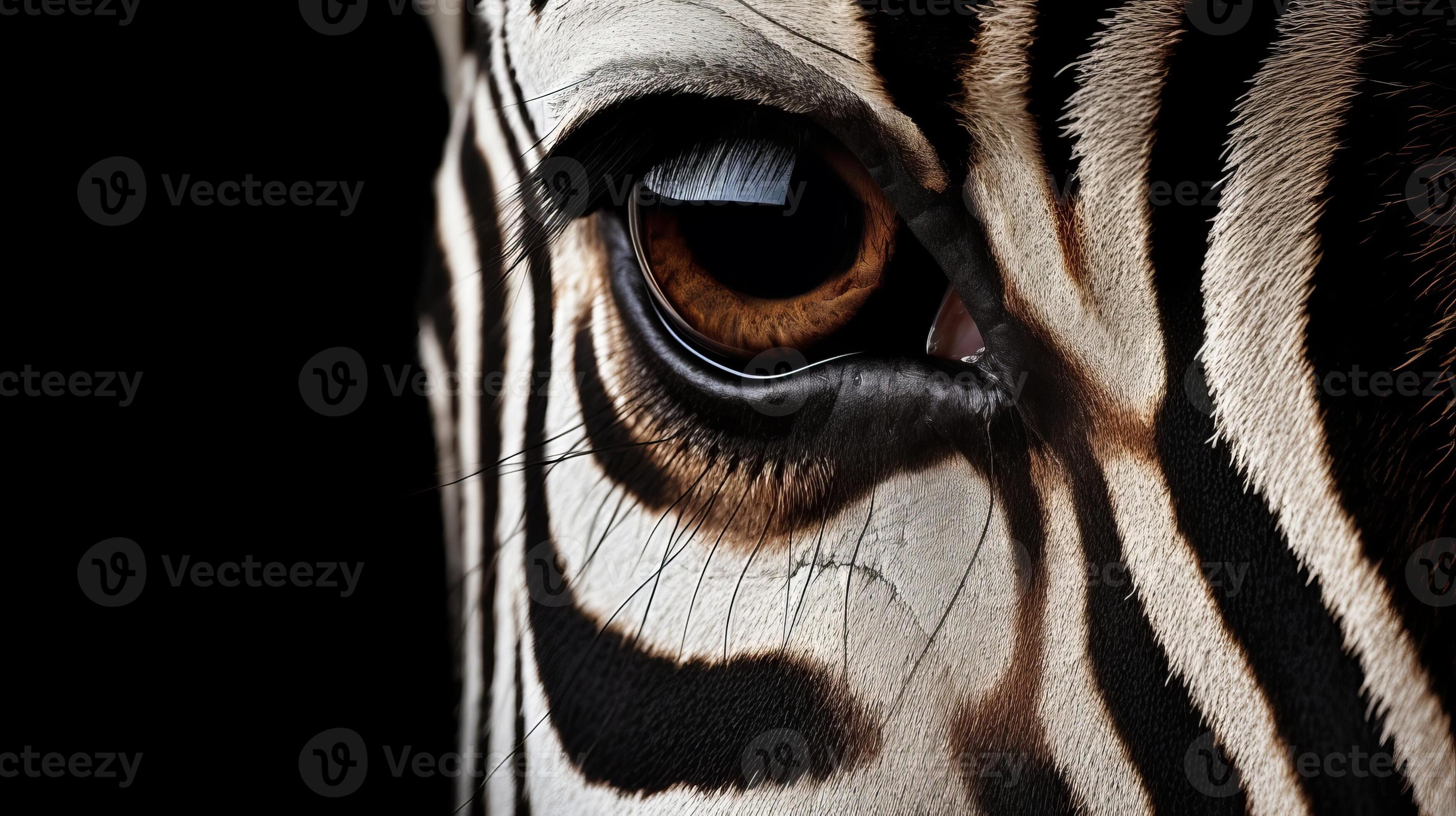 Closeup shot of a zebra eye. 24671996 Stock Photo at Vecteezy