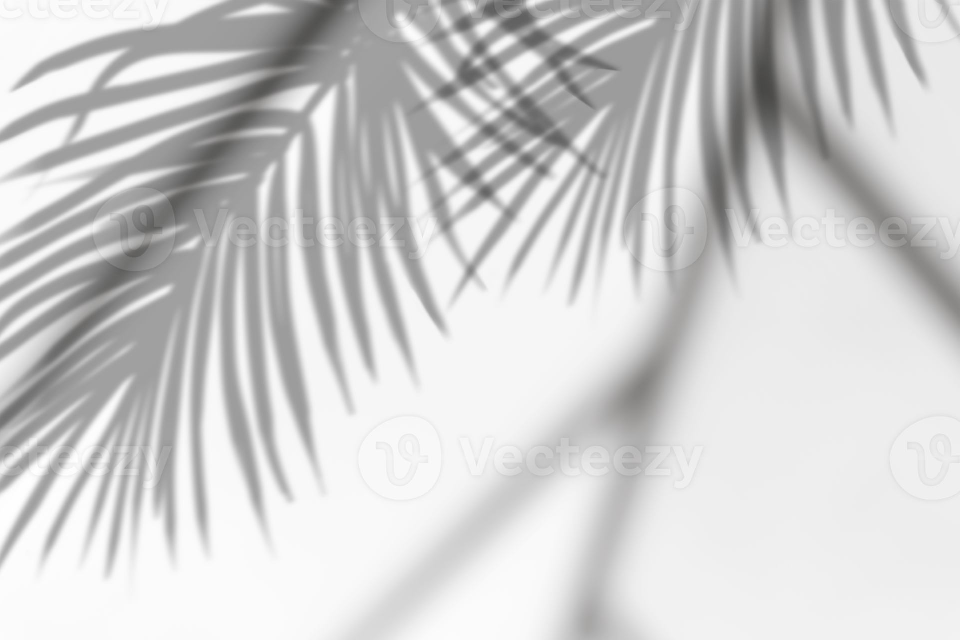 Leaves Transparent shadow effects. Tropical Coconut Palm Leaves with ... Leaves Transparent shadow effects. Tropical Coconut Palm Leaves with ...