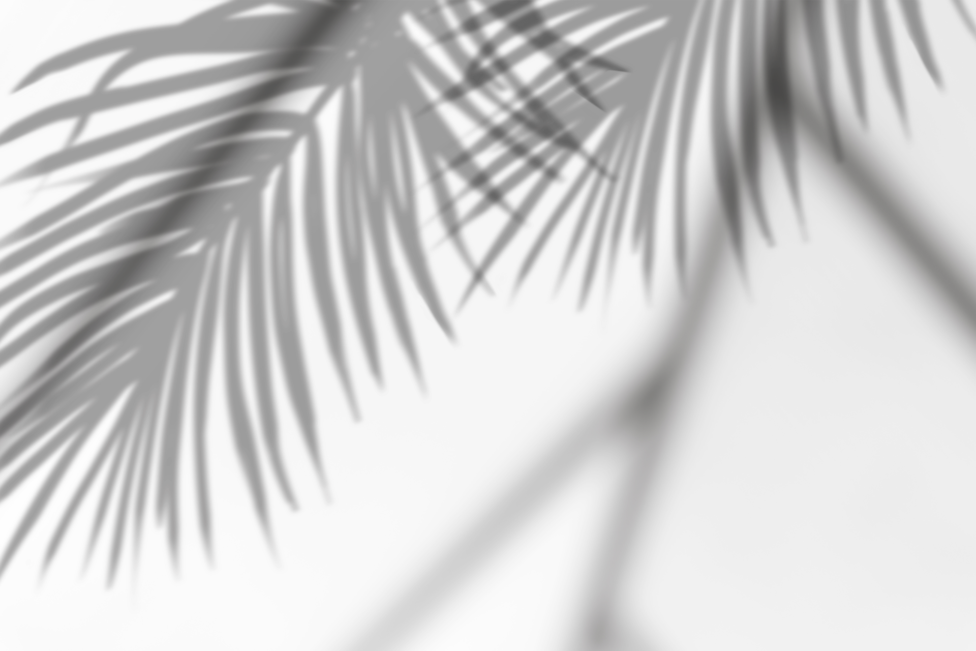 Leaves Transparent shadow effects. Tropical Coconut Palm Leaves with ... Leaves Transparent shadow effects. Tropical Coconut Palm Leaves with ...