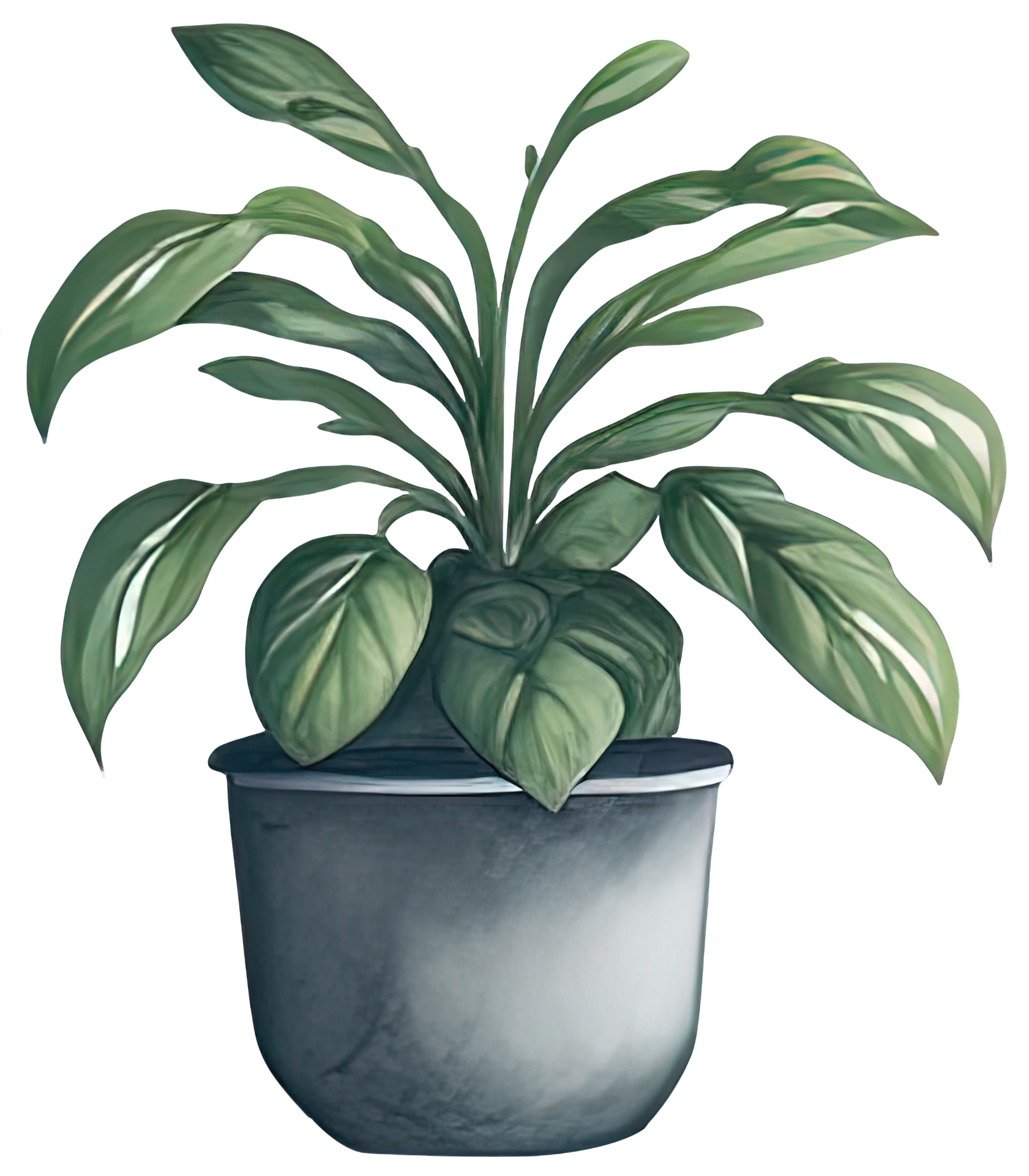 Watercolor House plant. 24679038 PNG