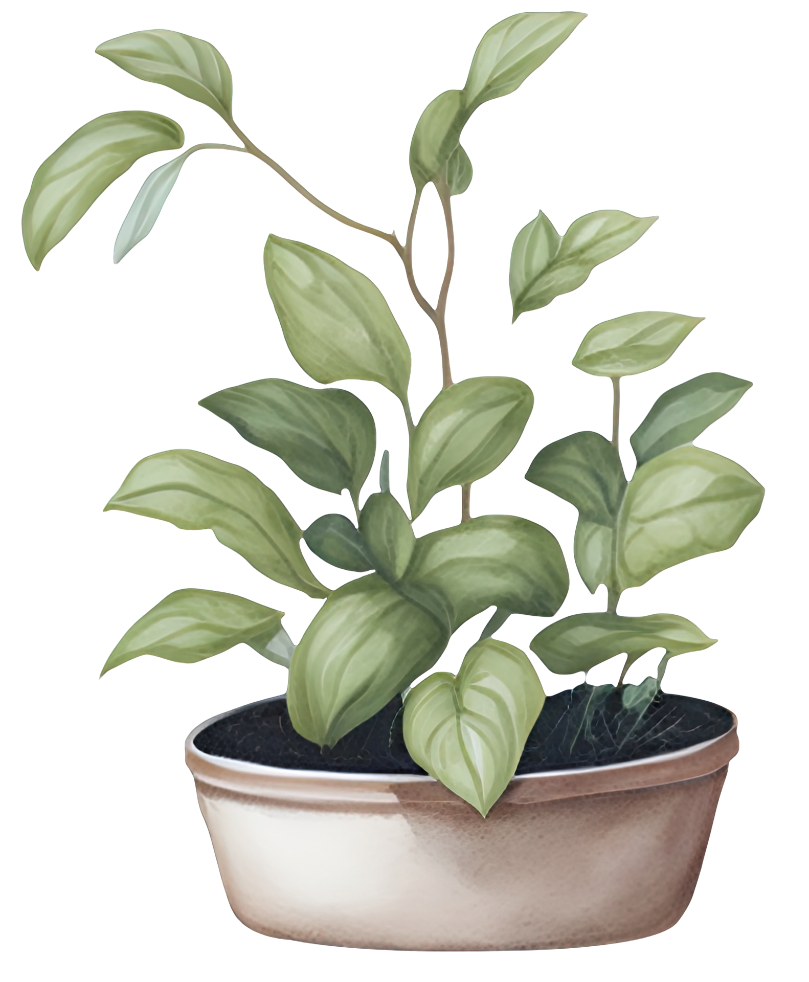 Watercolor House plant. 24679123 PNG