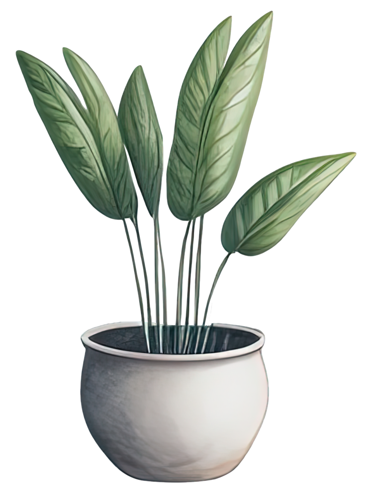 Watercolor House plant. 24679131 PNG