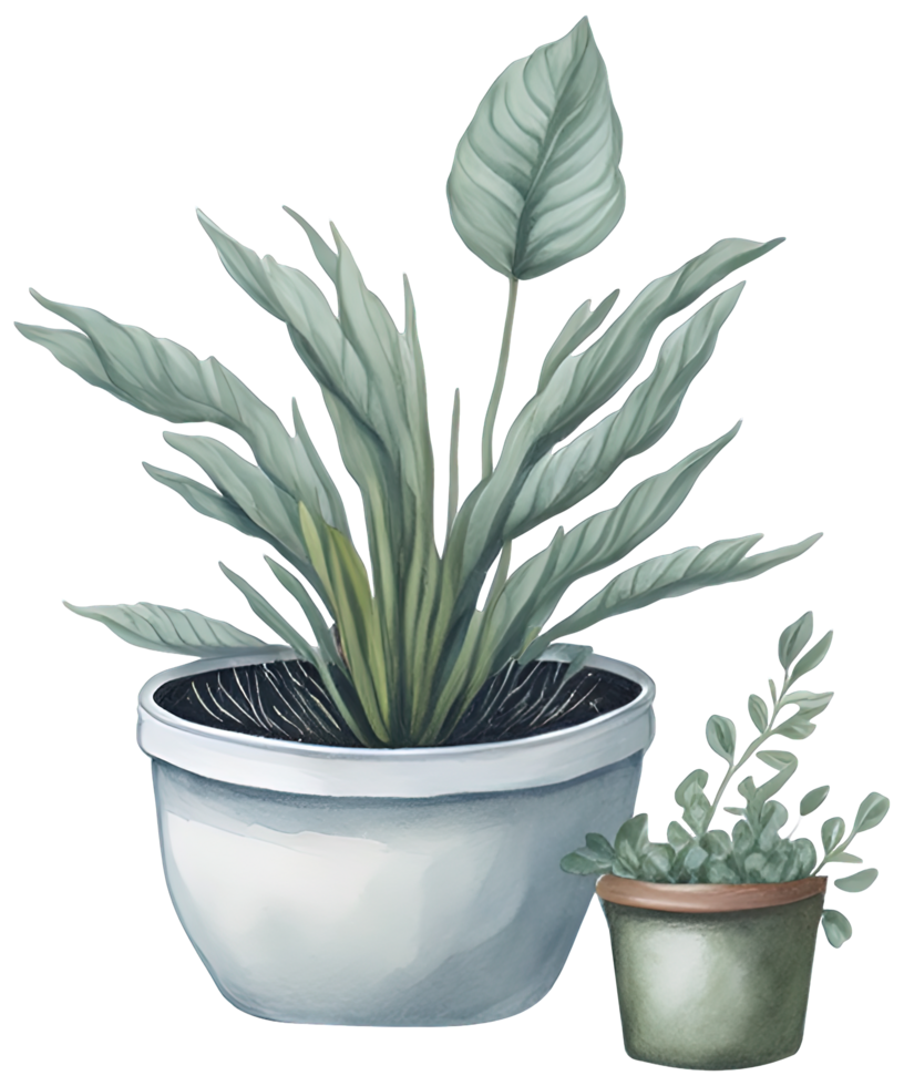 Watercolor House plant. 24679165 PNG
