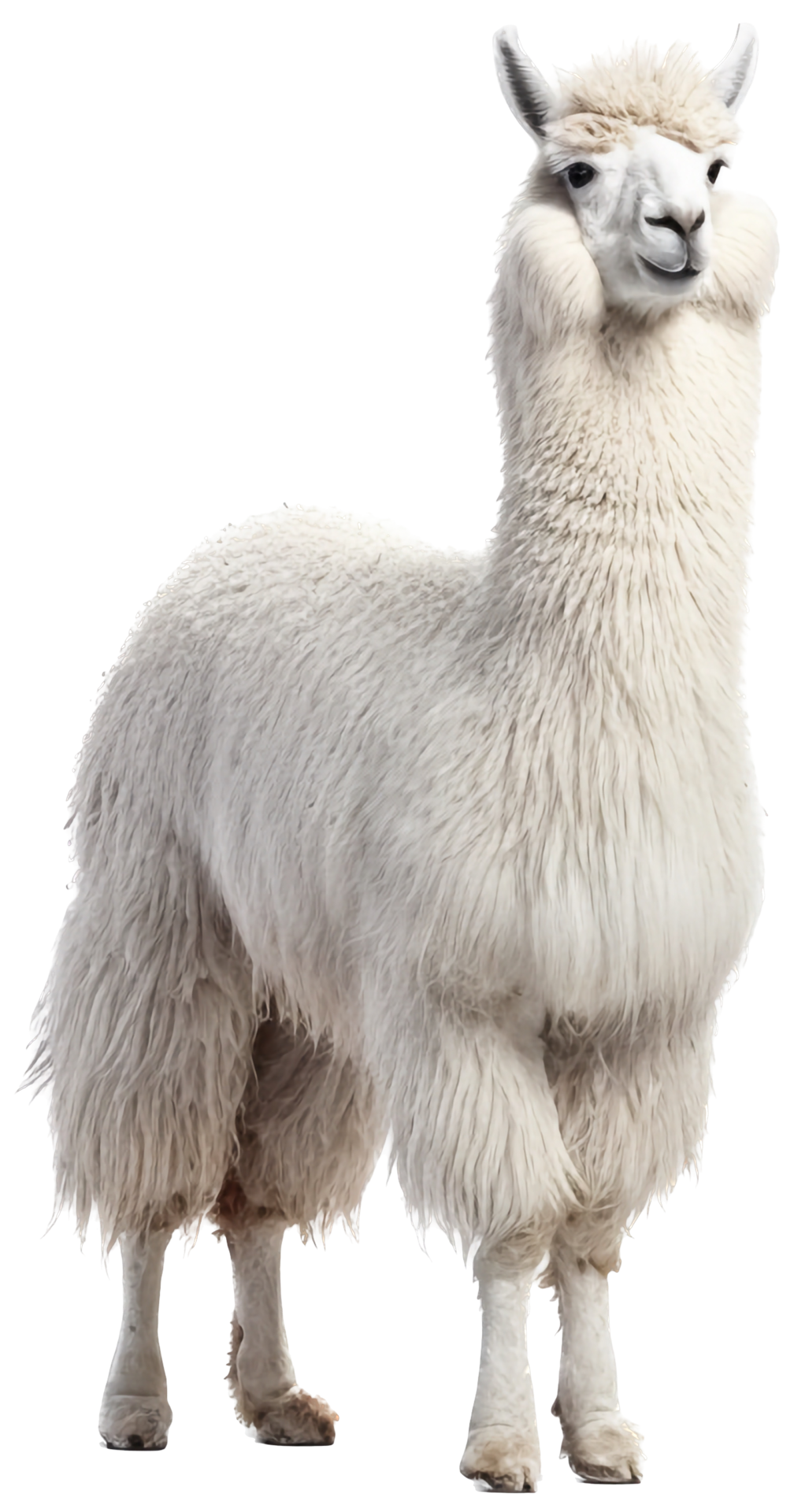 Llama png with AI generated 24722401 PNG Llama png with AI generated 24722401 PNG