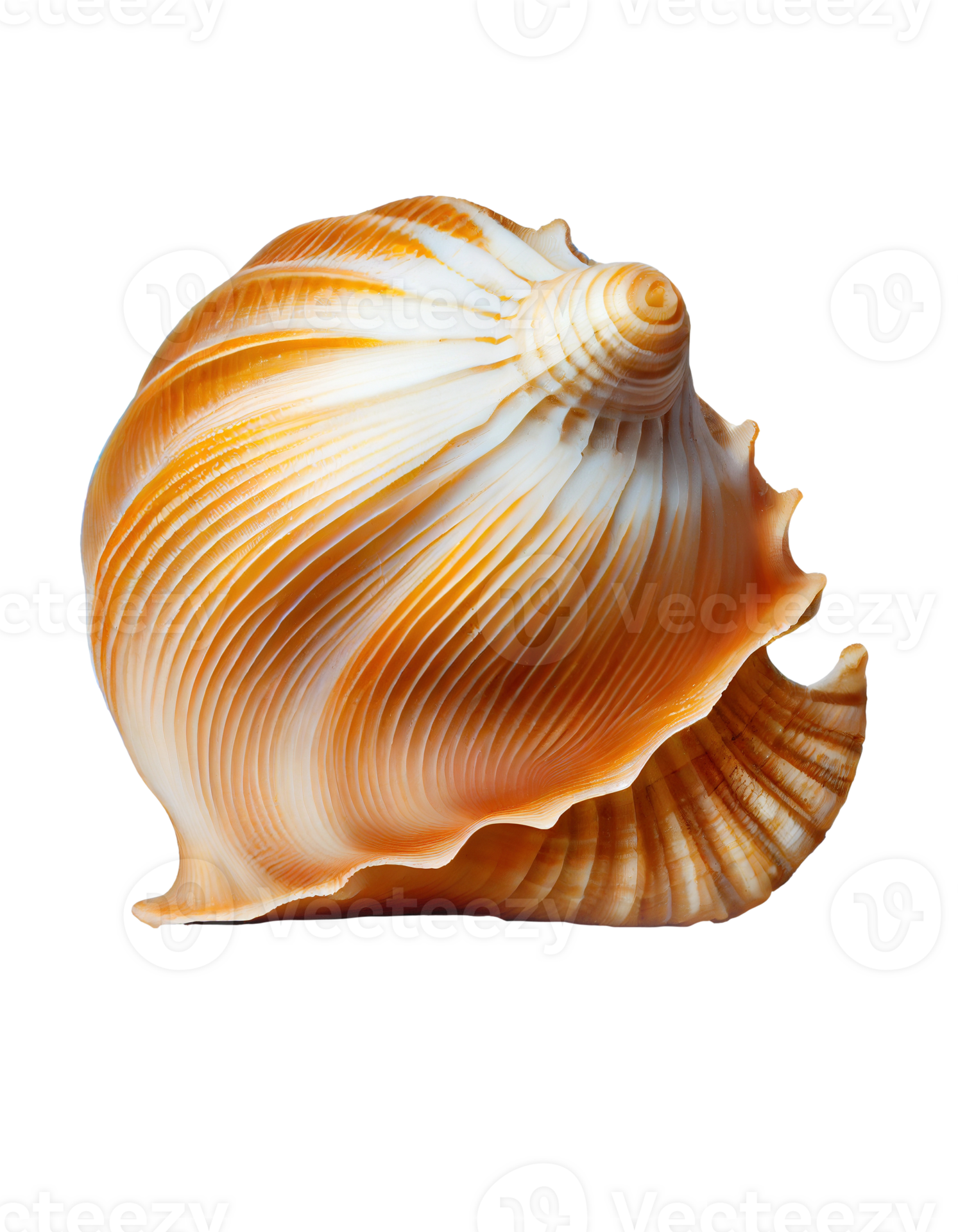 Seashell on transparent background, created with 24731917 PNG