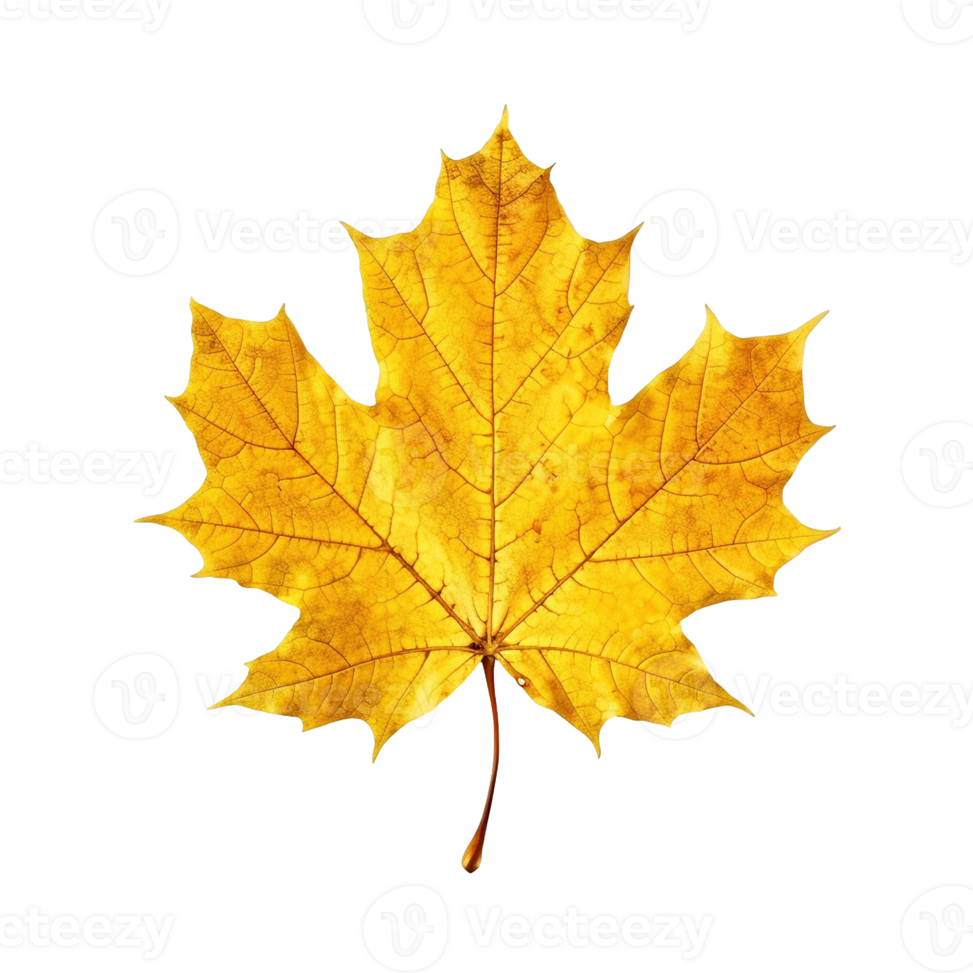 Yellow maple leaf isolated on transparent background, created with ... Yellow maple leaf isolated on transparent background, created with ...