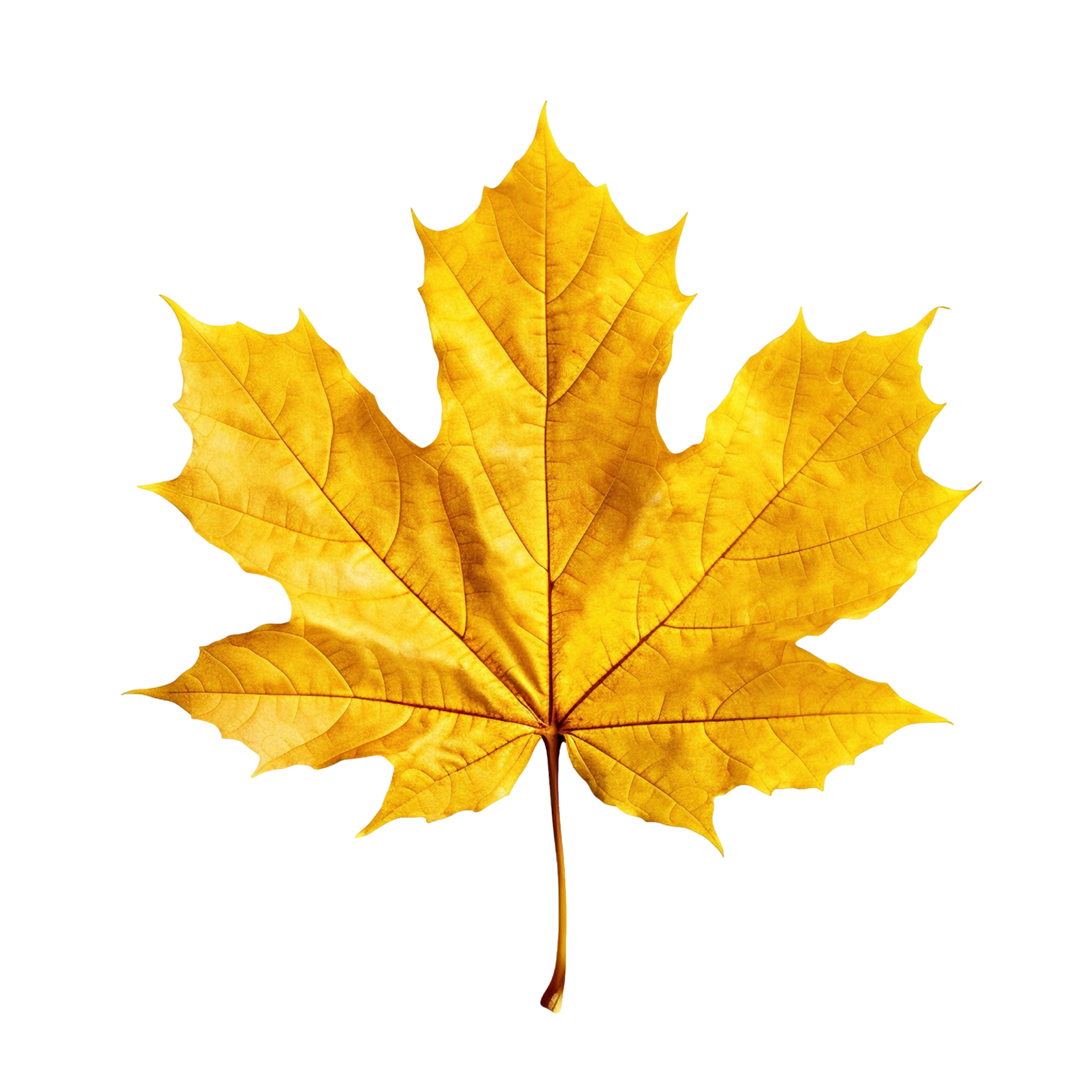 Yellow maple leaf isolated on transparent background, created with ... Yellow maple leaf isolated on transparent background, created with ...