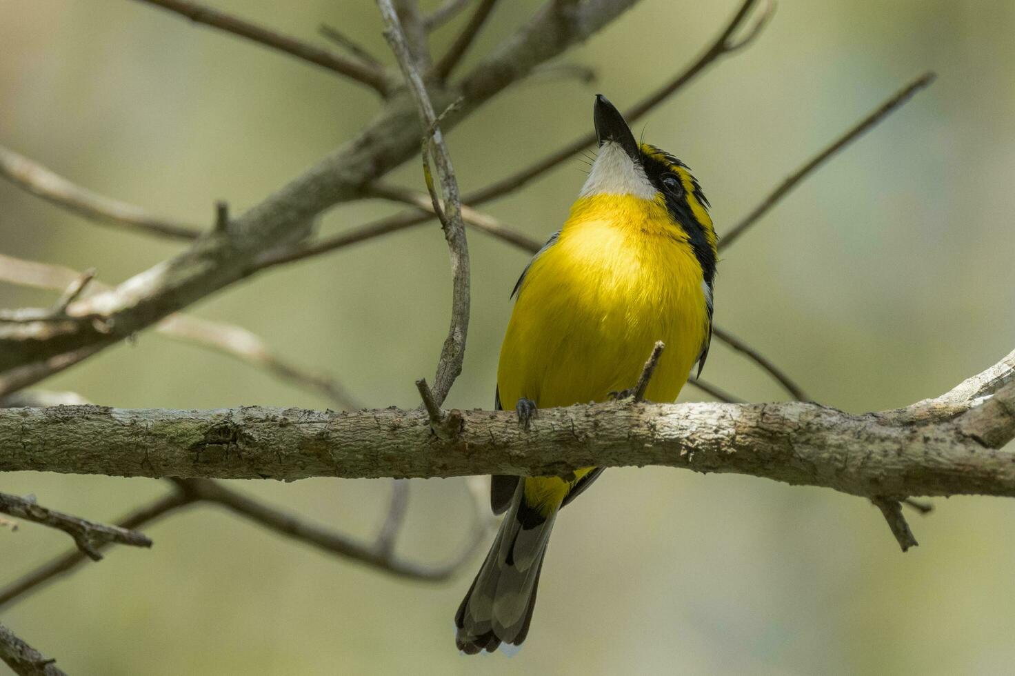 Yellow-breasted Boatbill in Australia 24736674 Stock Photo at Vecteezy