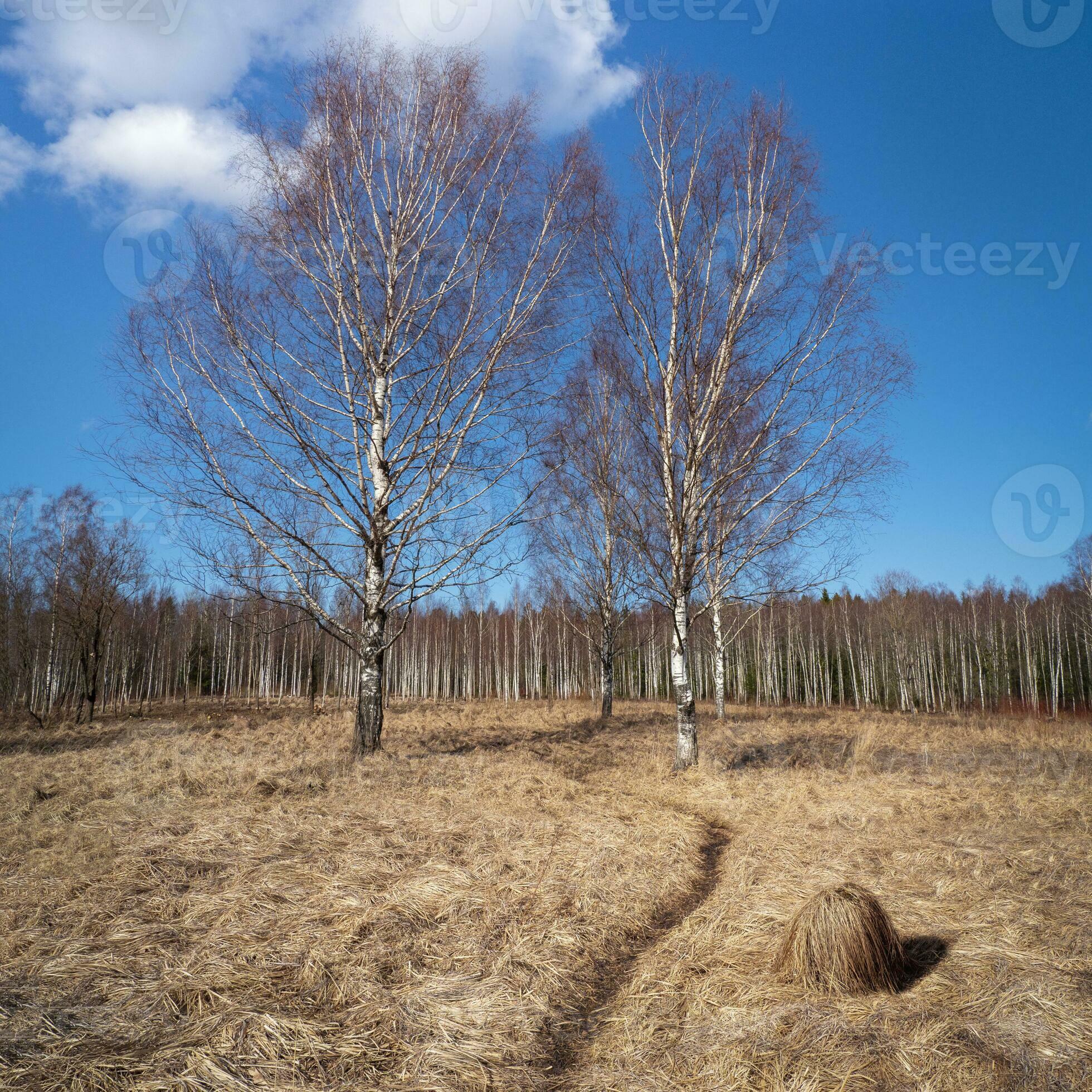 Spring Landscape With A Path And Birch Trees In The Swamp Land With Dry Grass And Hummock