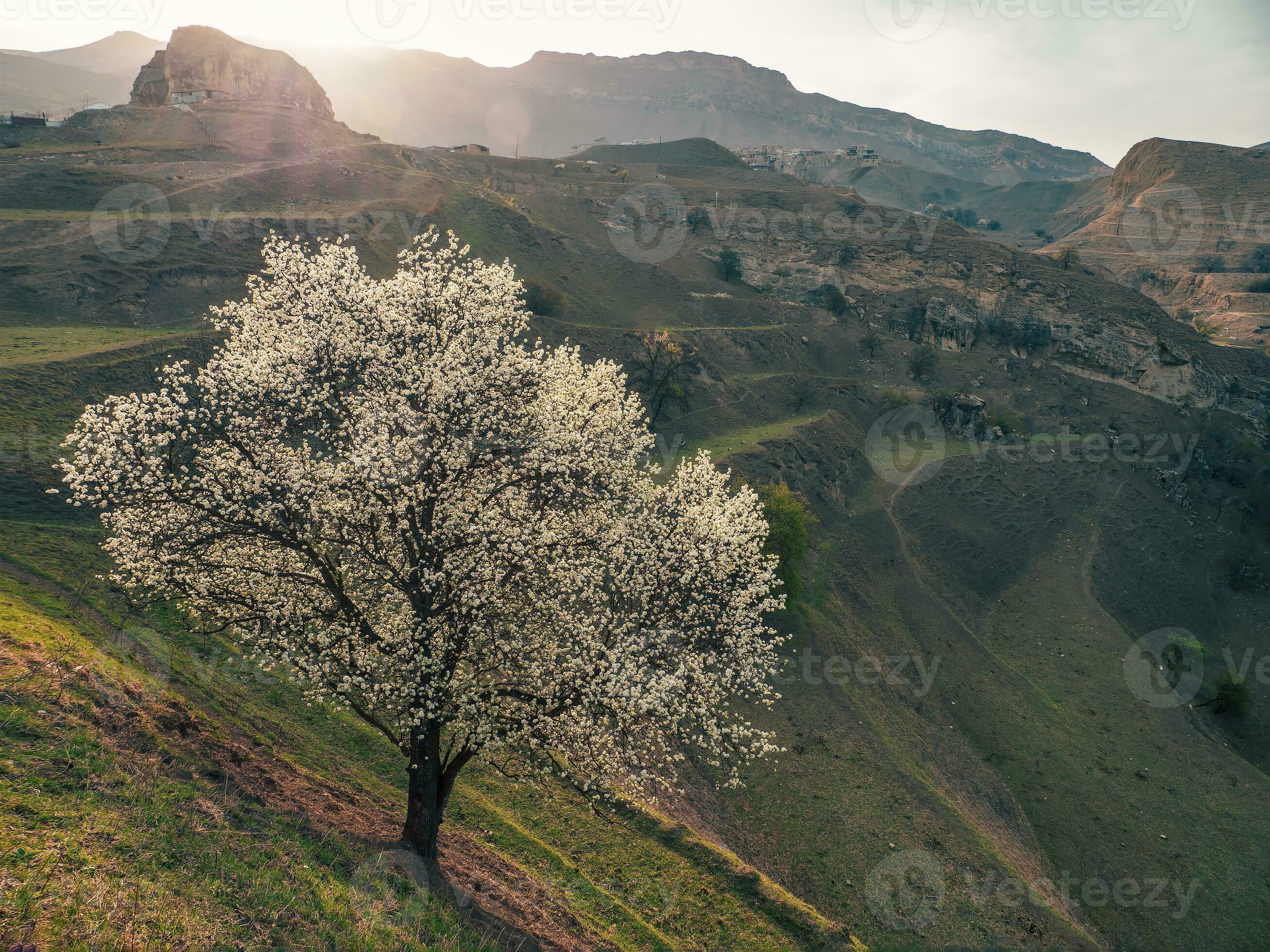 Natural background with a flowering fruit tree in spring on a mountain ...